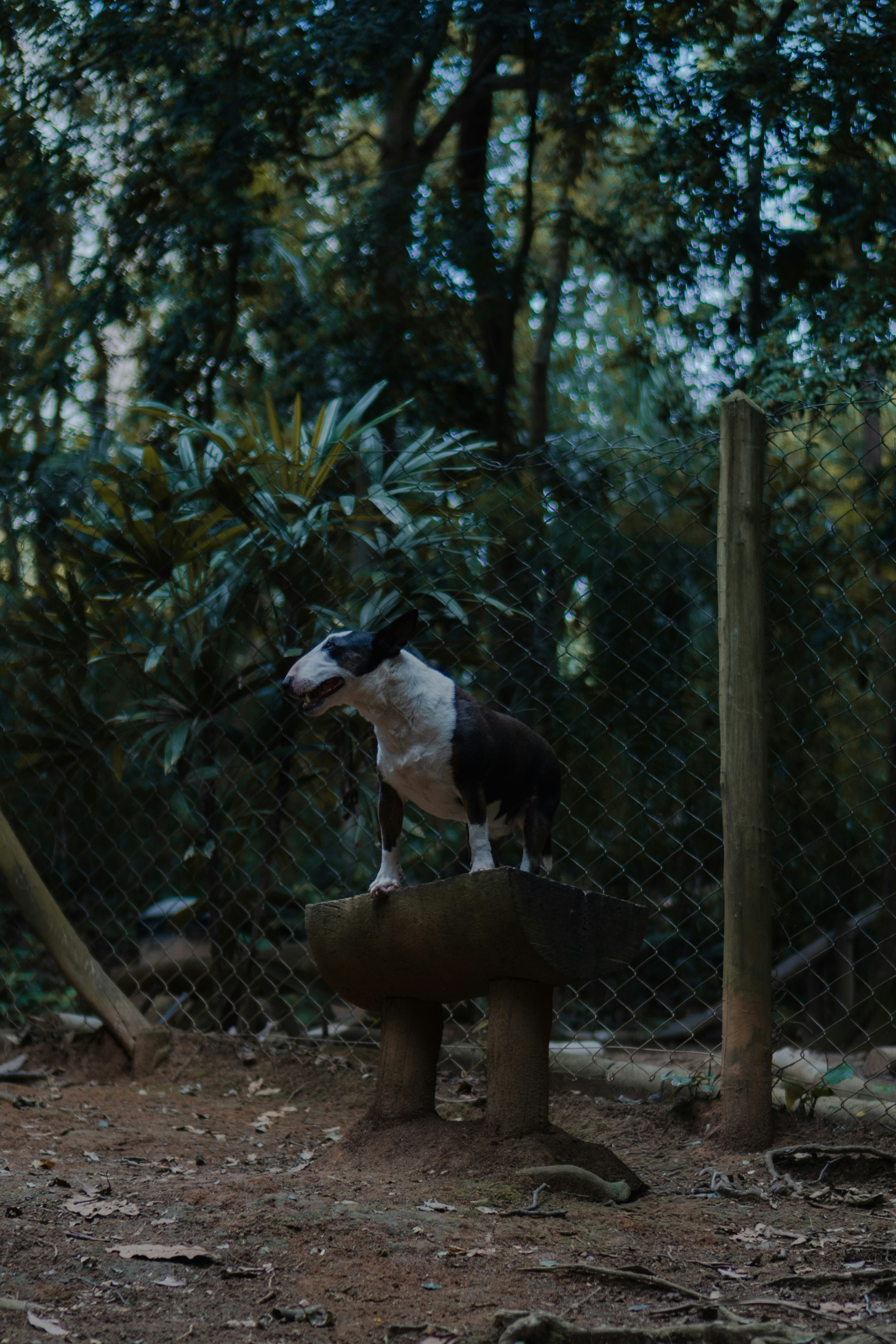 Gazing Sentinel: A Goat Perched on a Stone Pedestal in a Shaded Enclosure