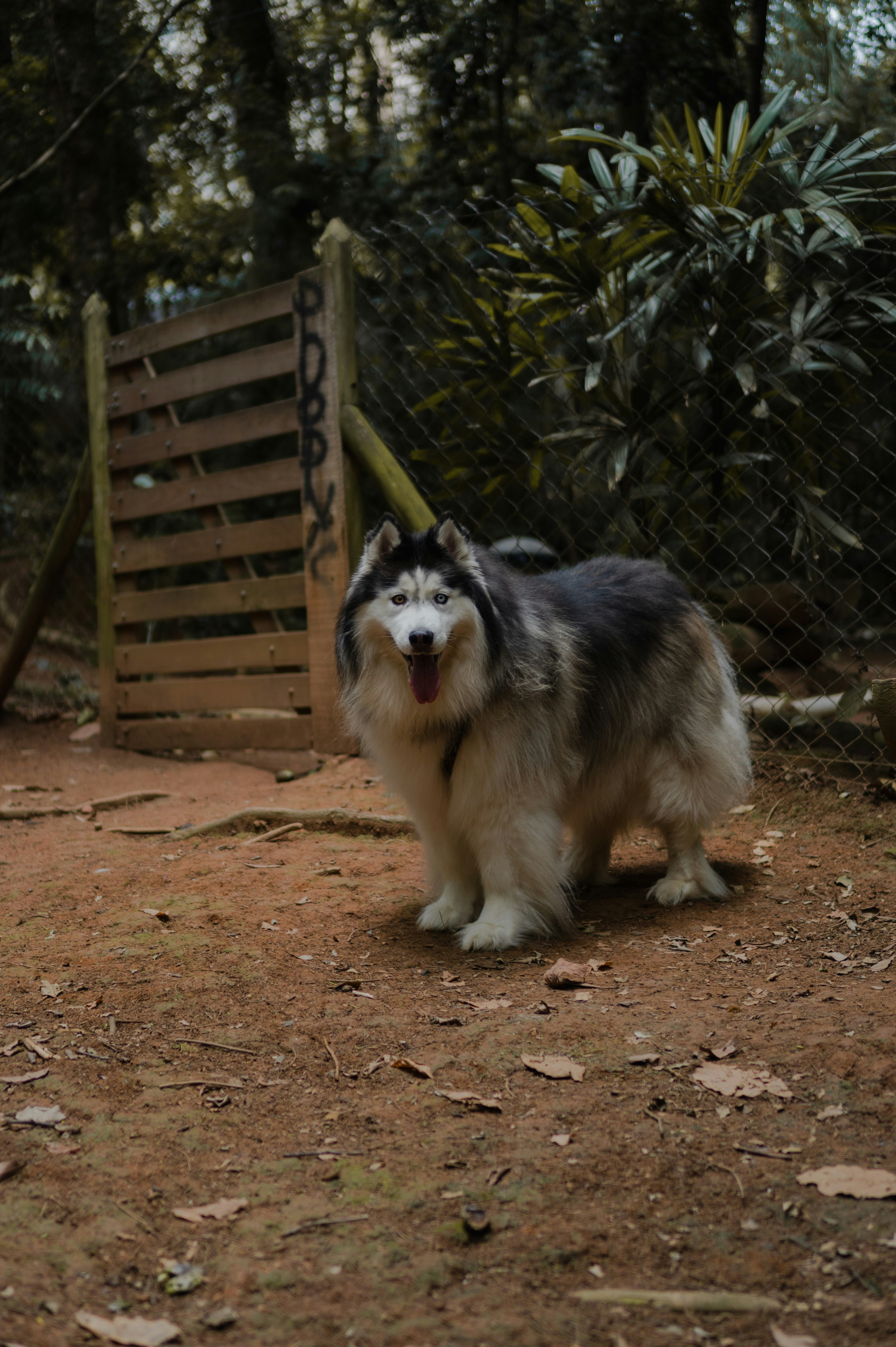 Mid-Coorina Harmony: A fluffy husky stands in a sunlit yard