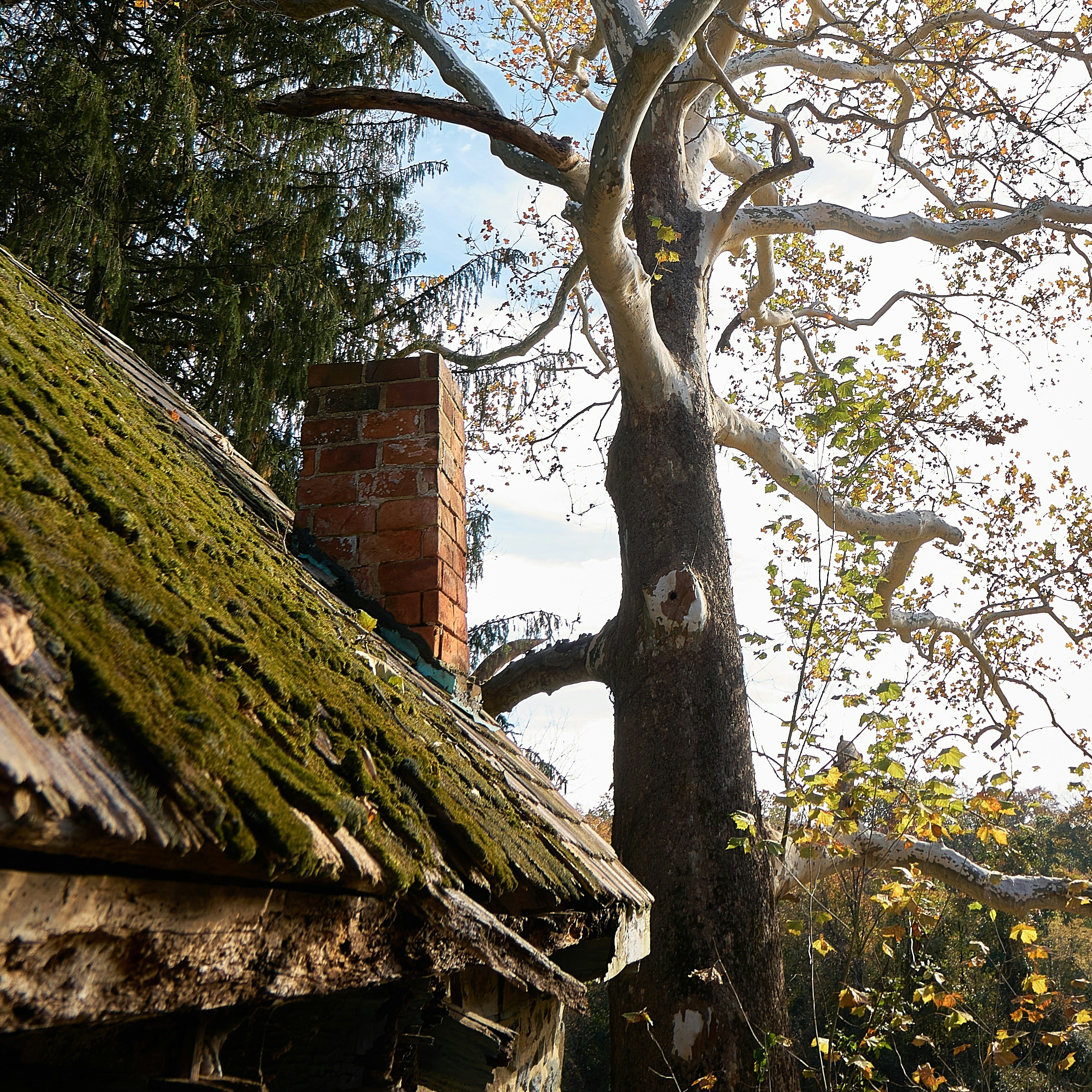 Tejado antiguo de la cabaña con chimenea y árbol grande foto – Imagen ...