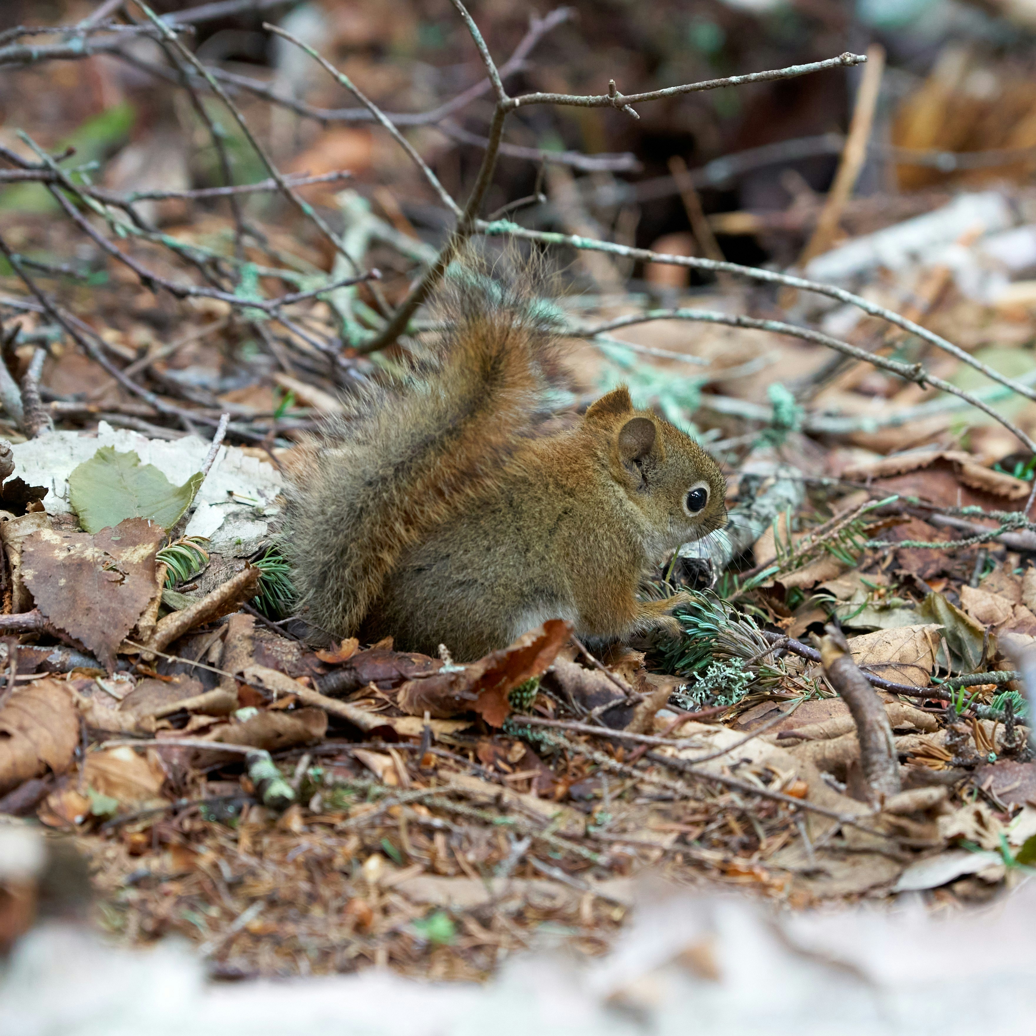 Squirrel on a Leaf-Littered Forest Floor Glancing Toward the Right