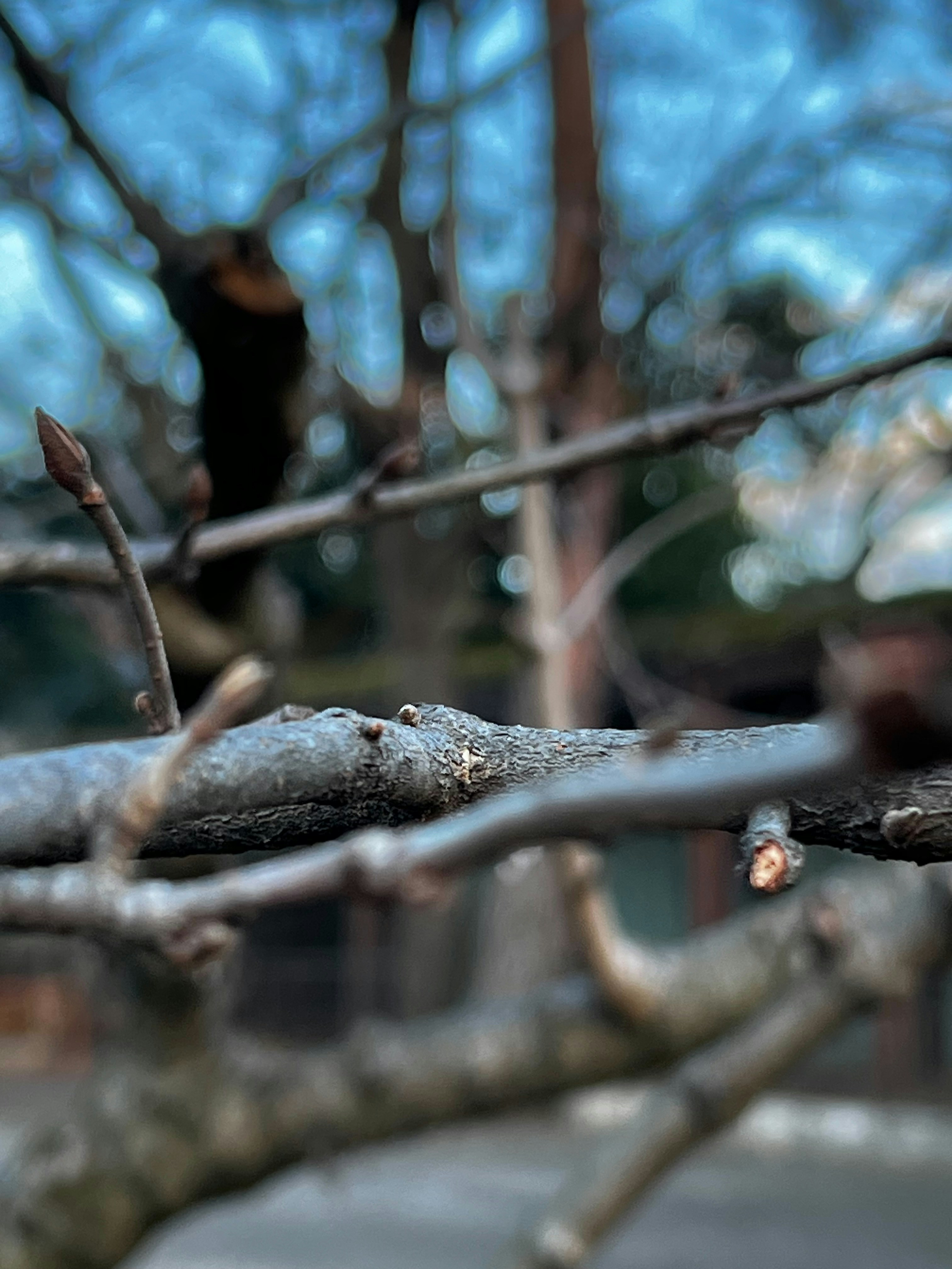Macro Focus on a Weathered Twig: Textured Bark in the Foreground