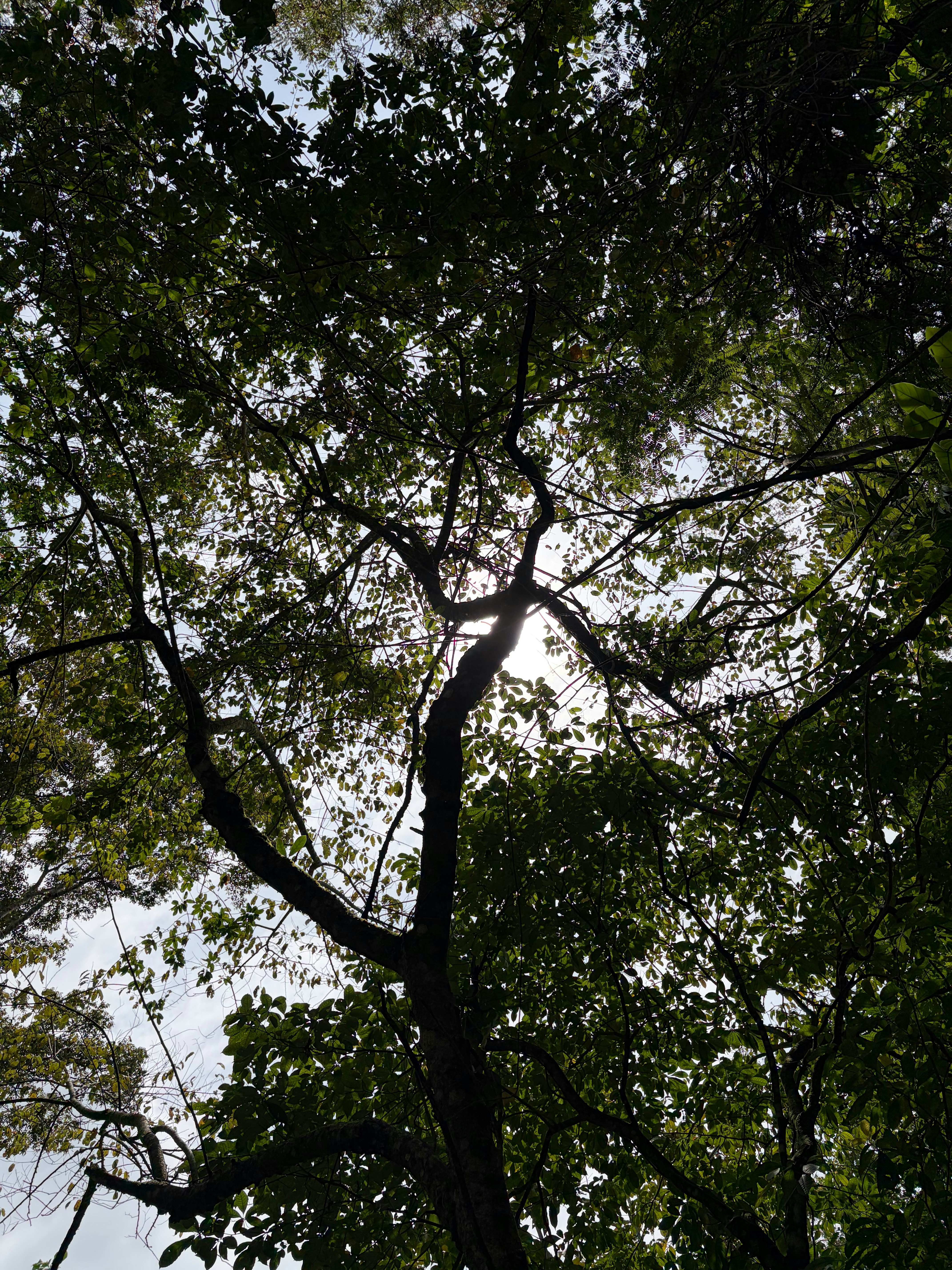 Sunlight filtering through dark tree branches and leaves.