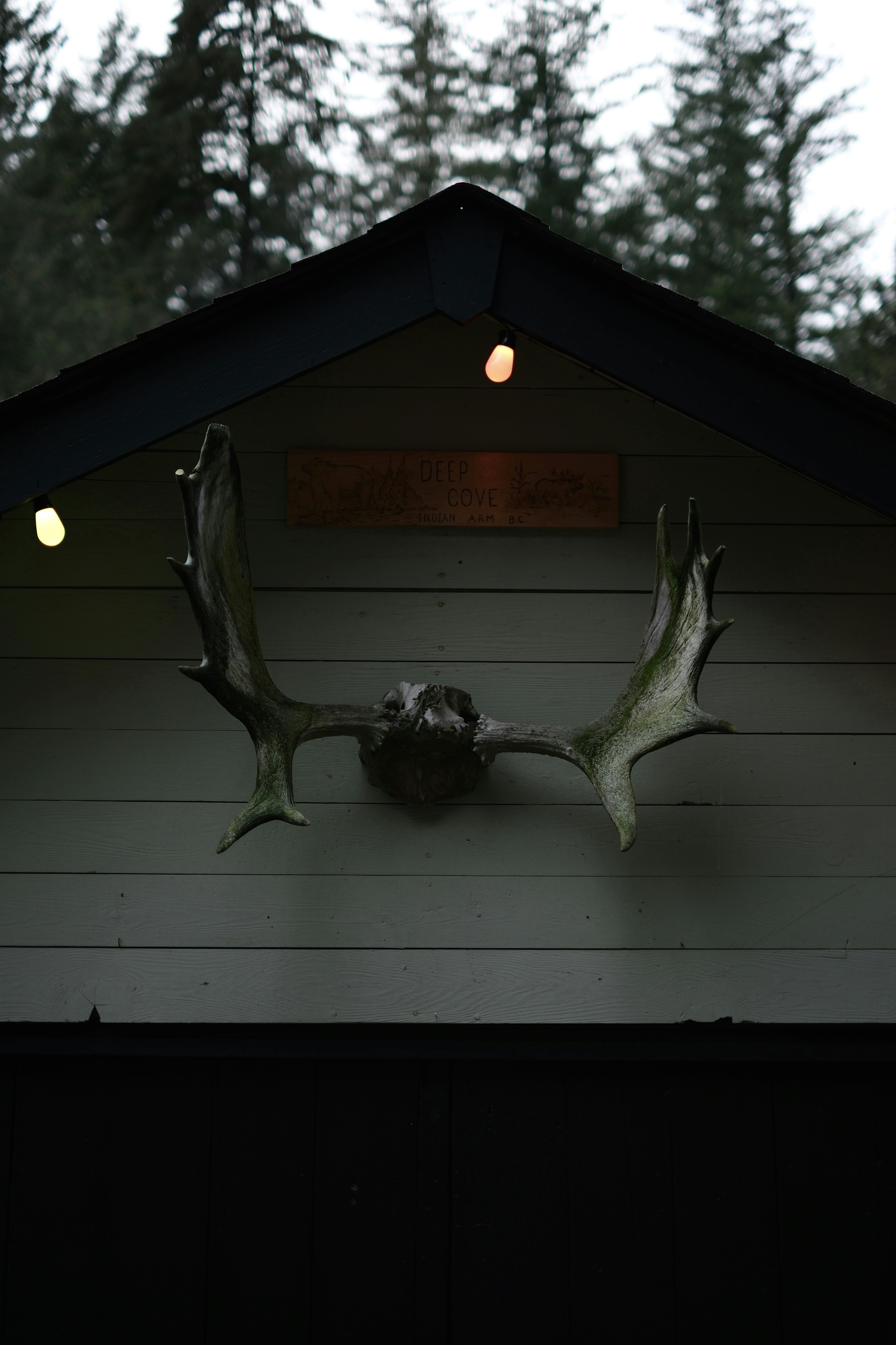Antlered Mount on a Quiet Cabin Facade