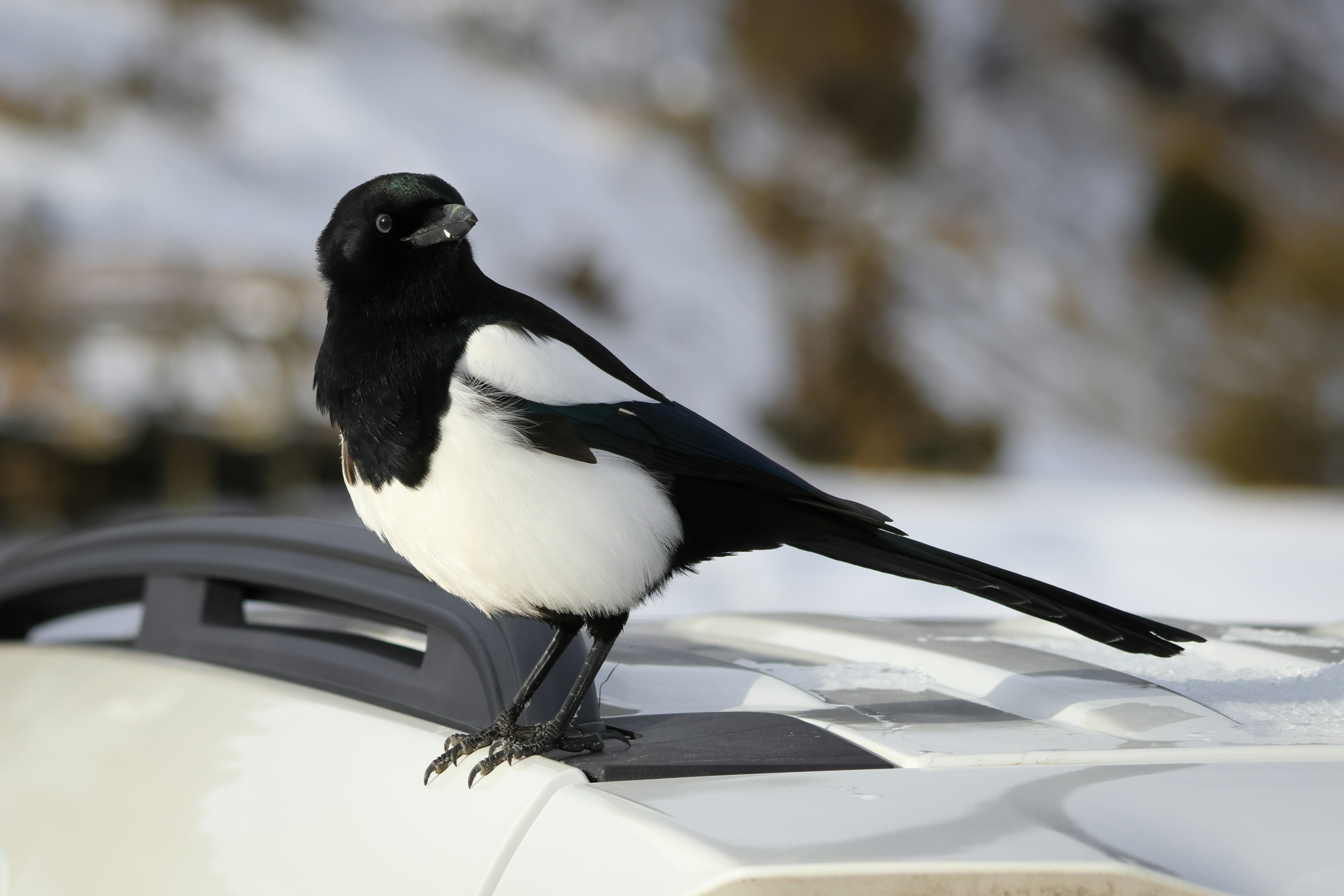 Black-and-White Magpie Perched on a Snow-Dusted Roof Rack