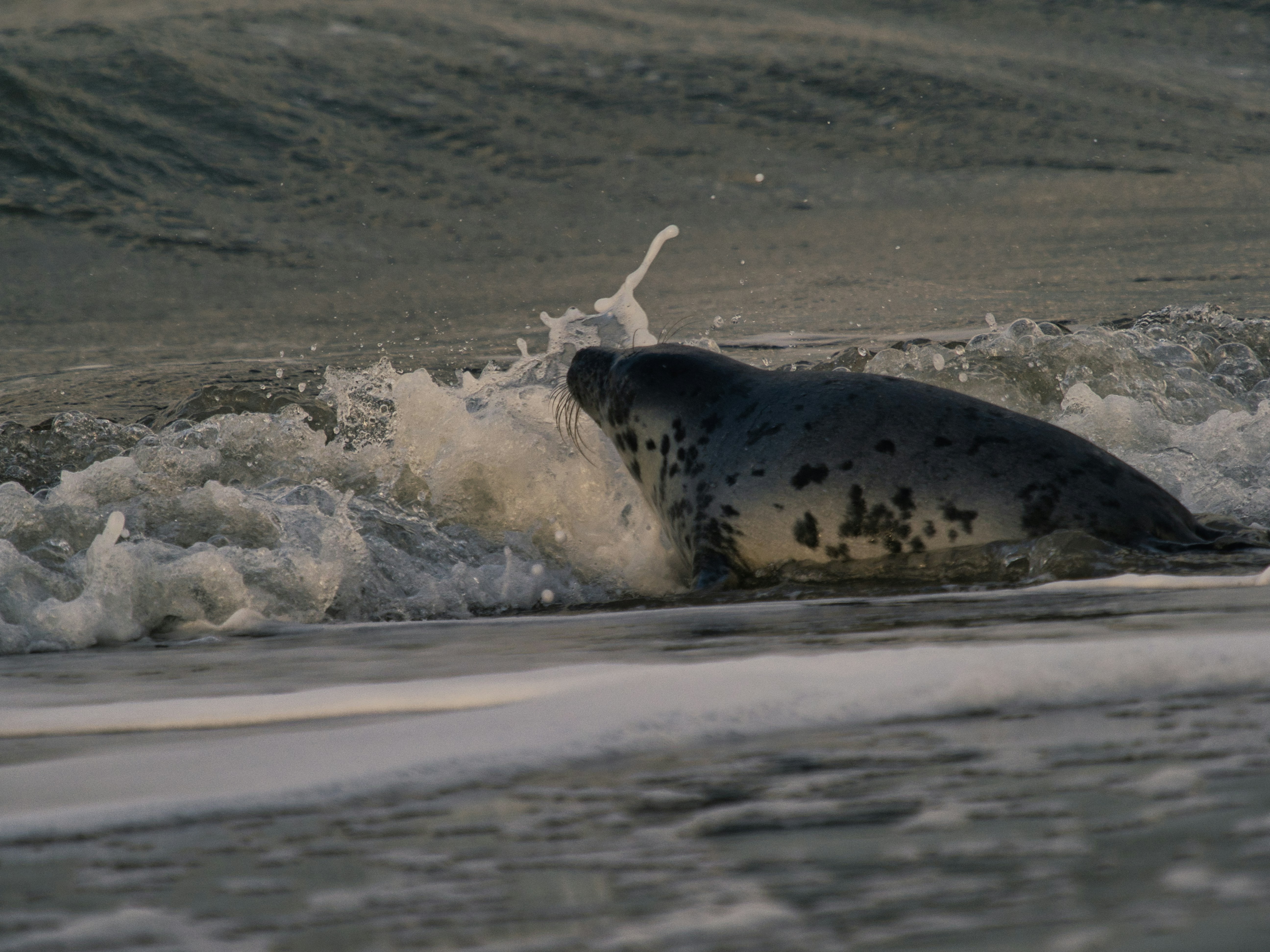 Dawn Breaks on a Sealed Wake: A Harbor Seal Emerges from the surf