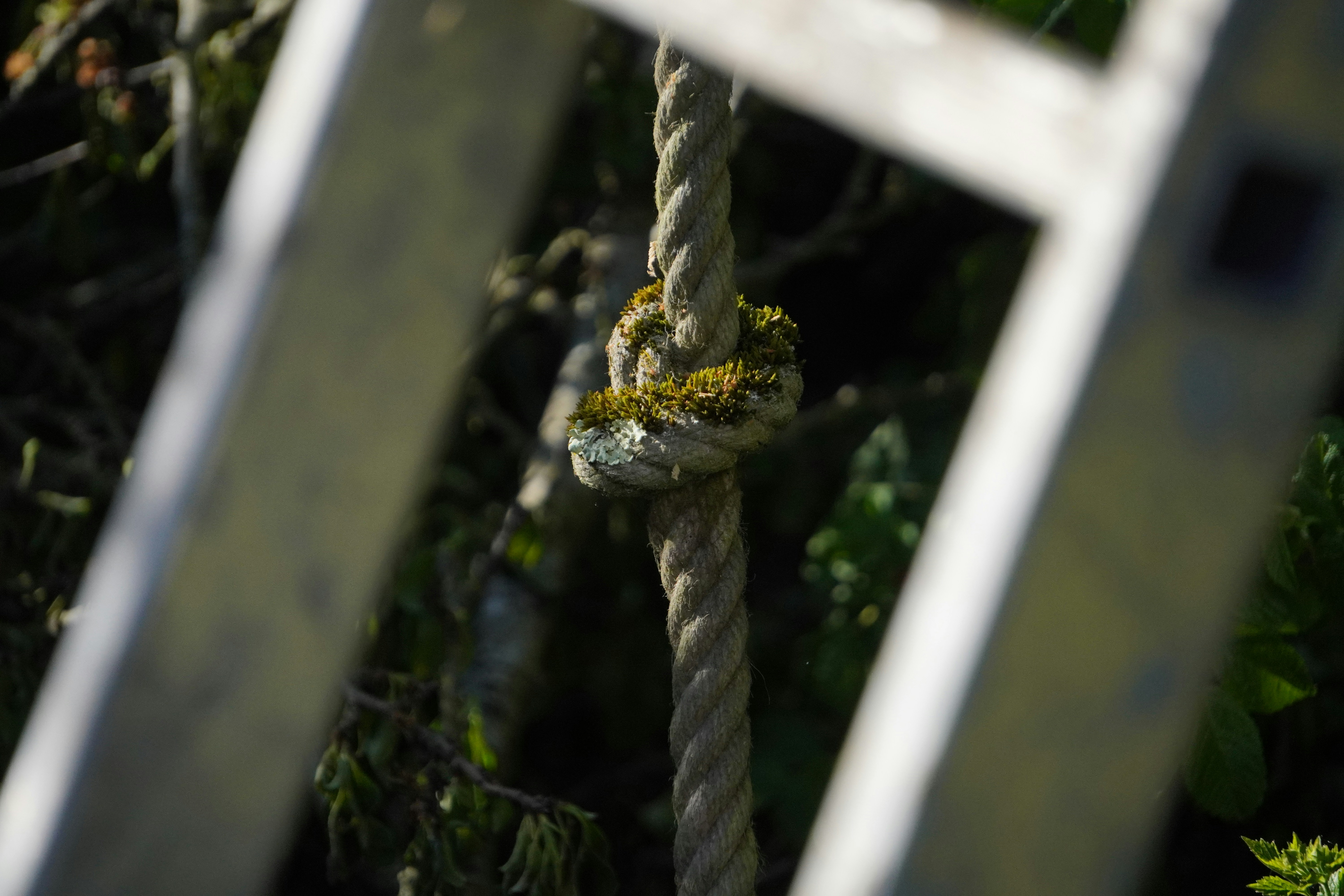 Rope Knot Framed by Weathered Rails