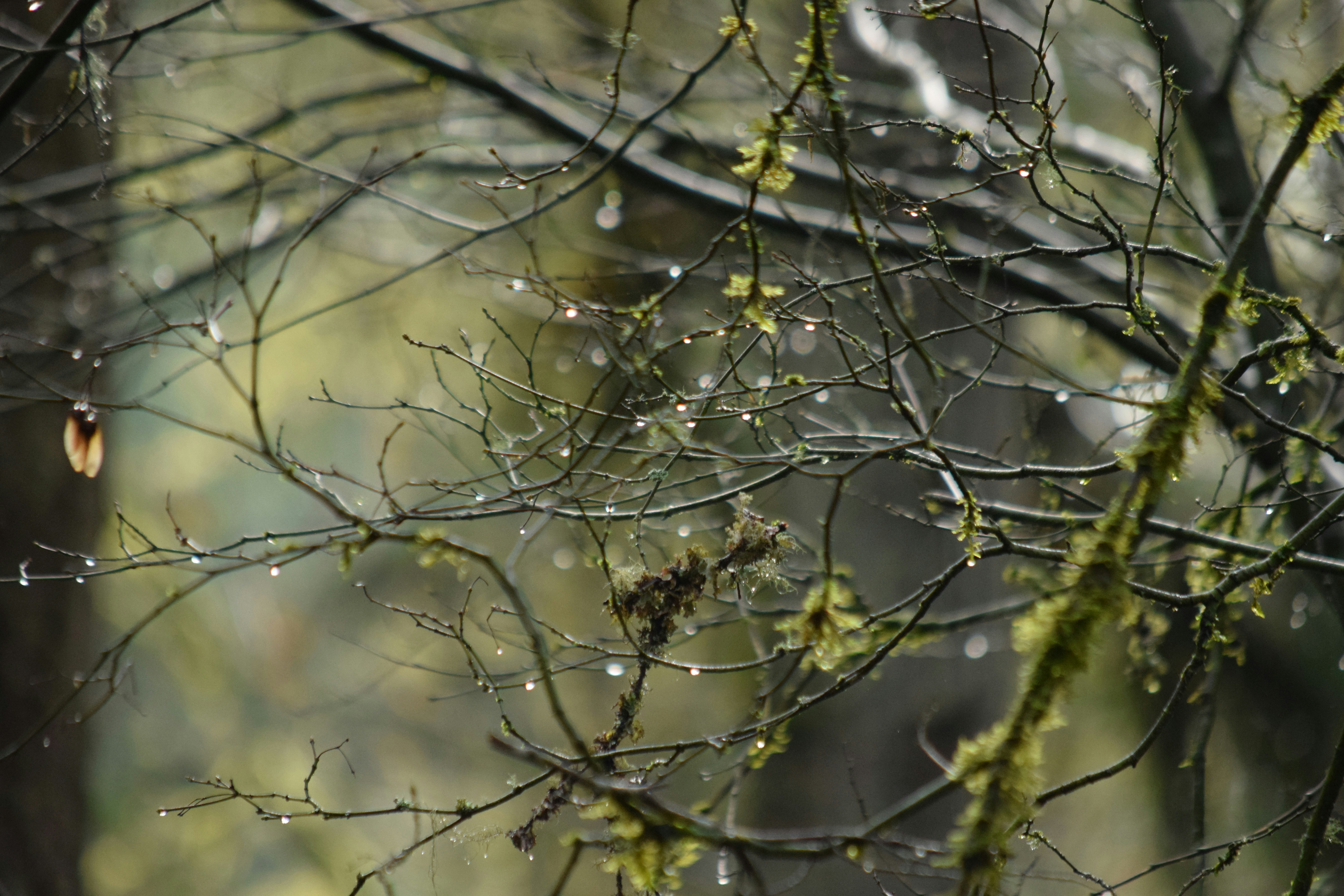 Moss-Cedared Branches in Soft Morning Light