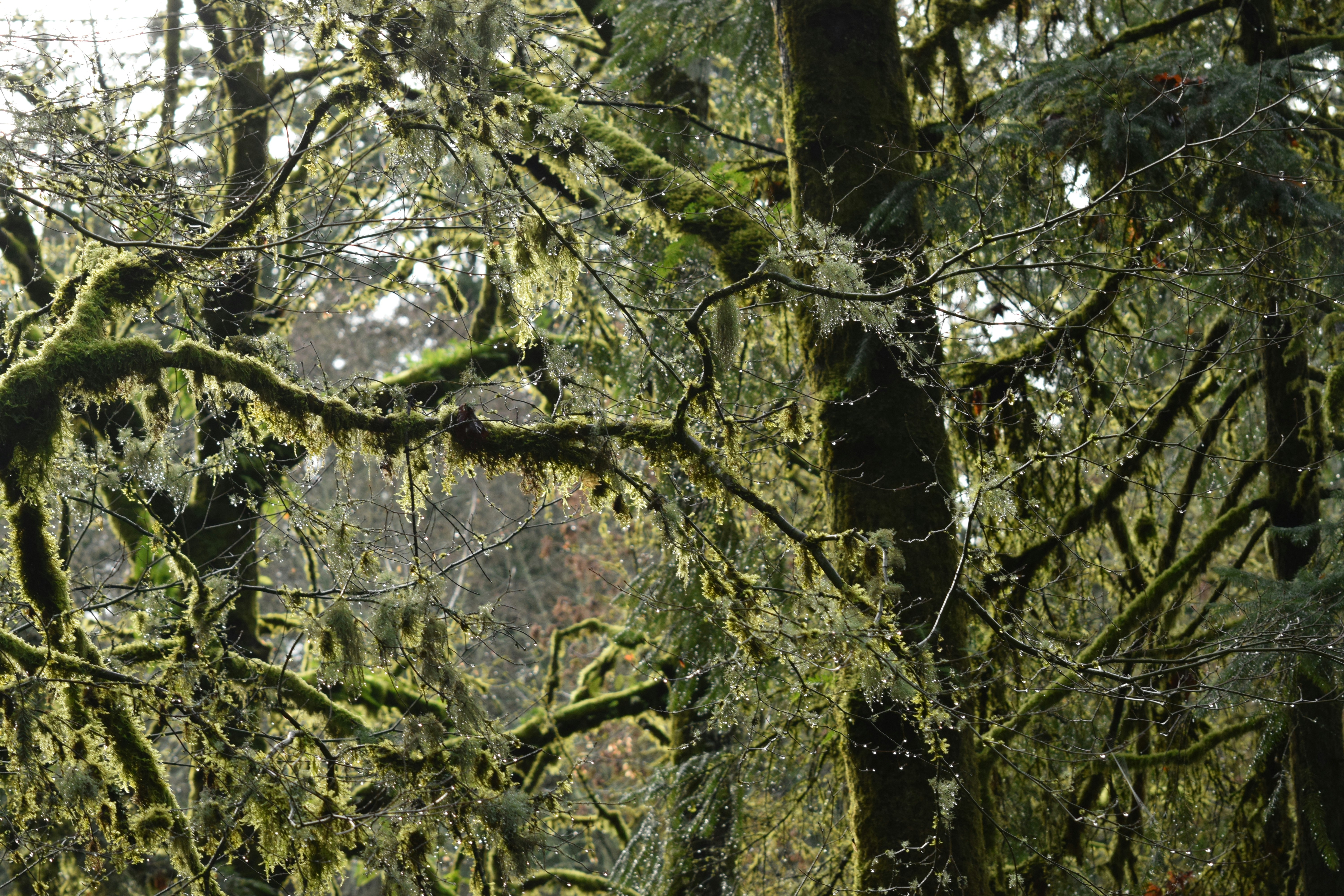Moss-Cloaked Forest Corridor in Diffuse Light