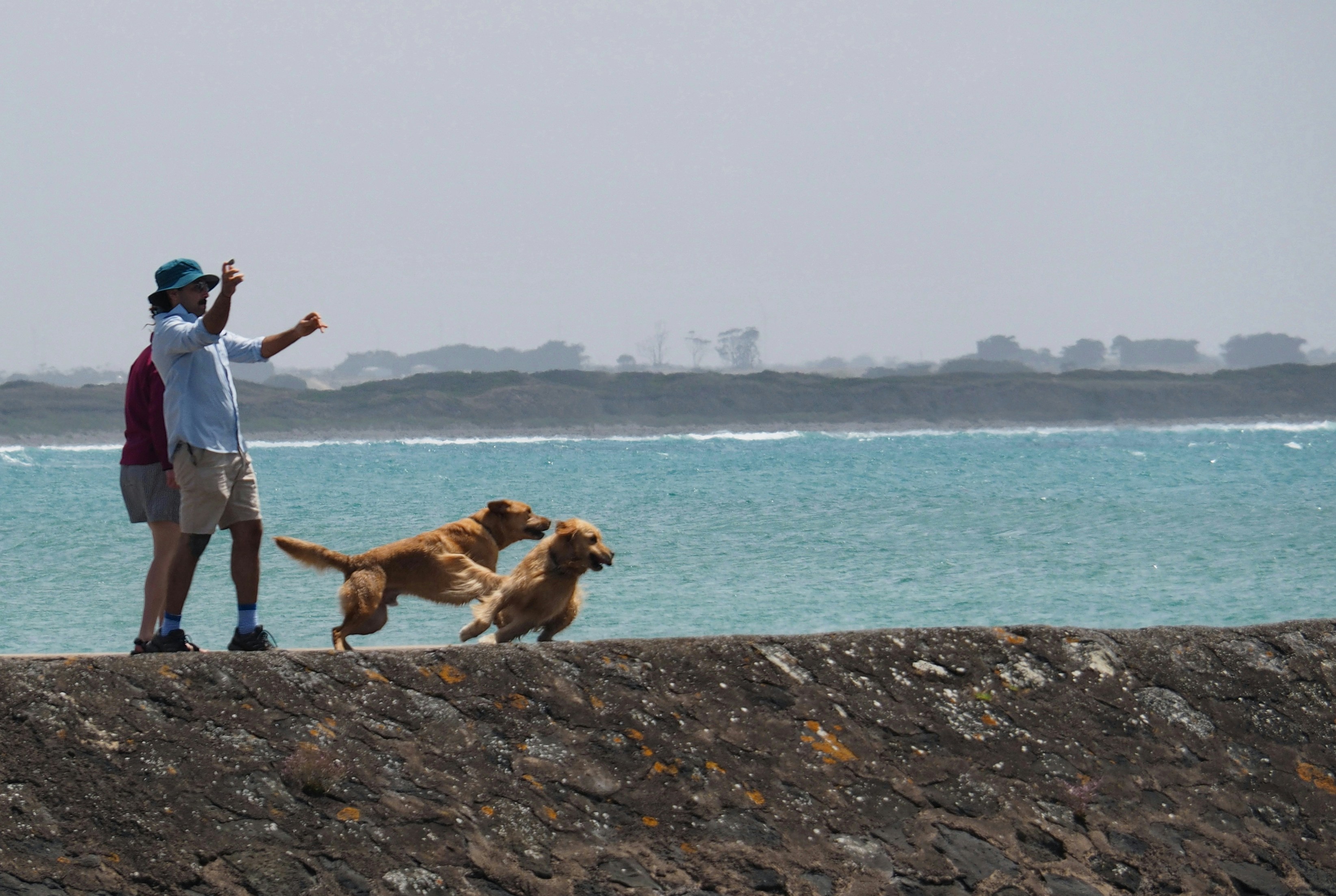 Two Figures and a Wagging Golden Duo Against a Sea-Waced Breakwater