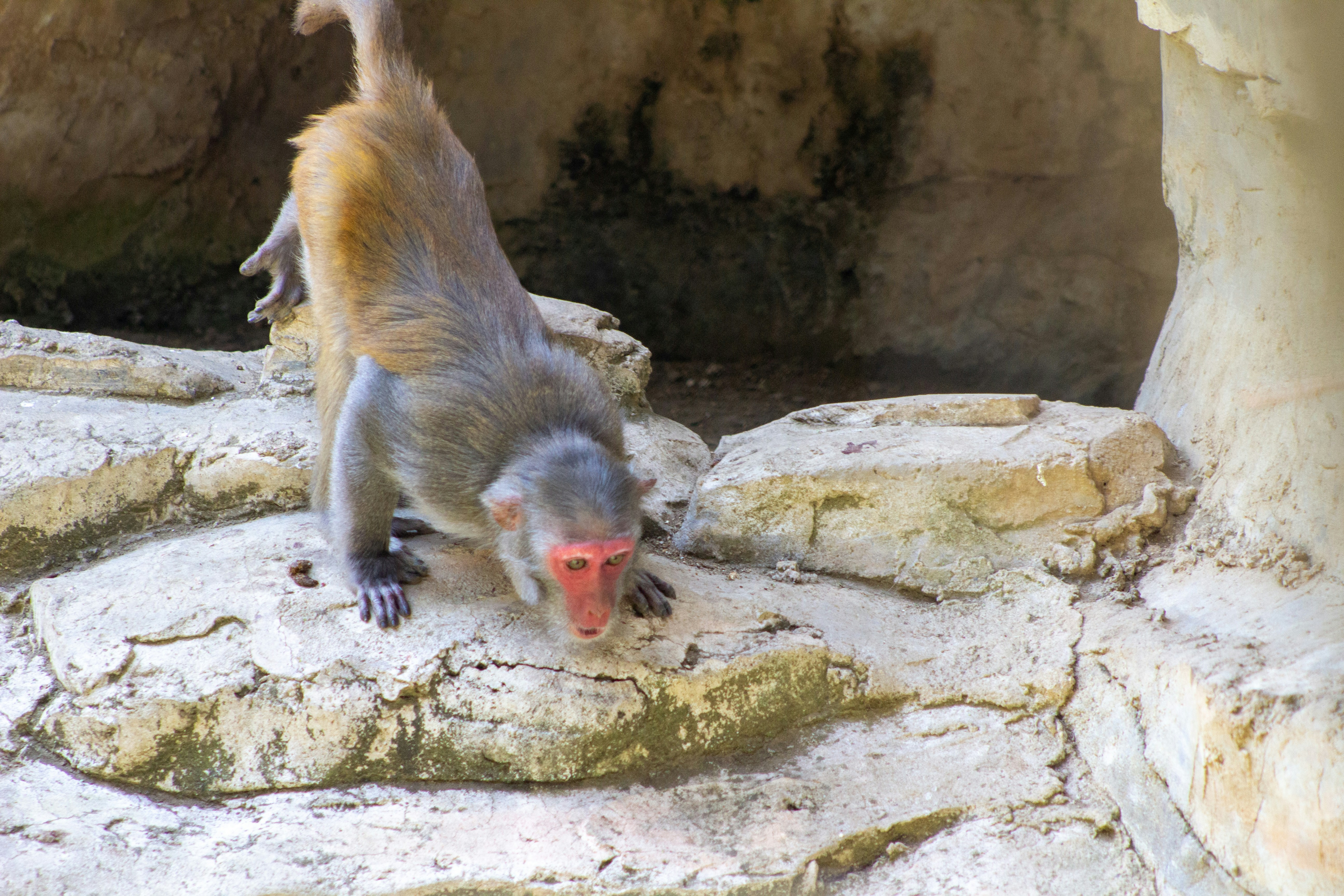 A monkey with a red face on rocky ground photo – Free Animal Image on ...