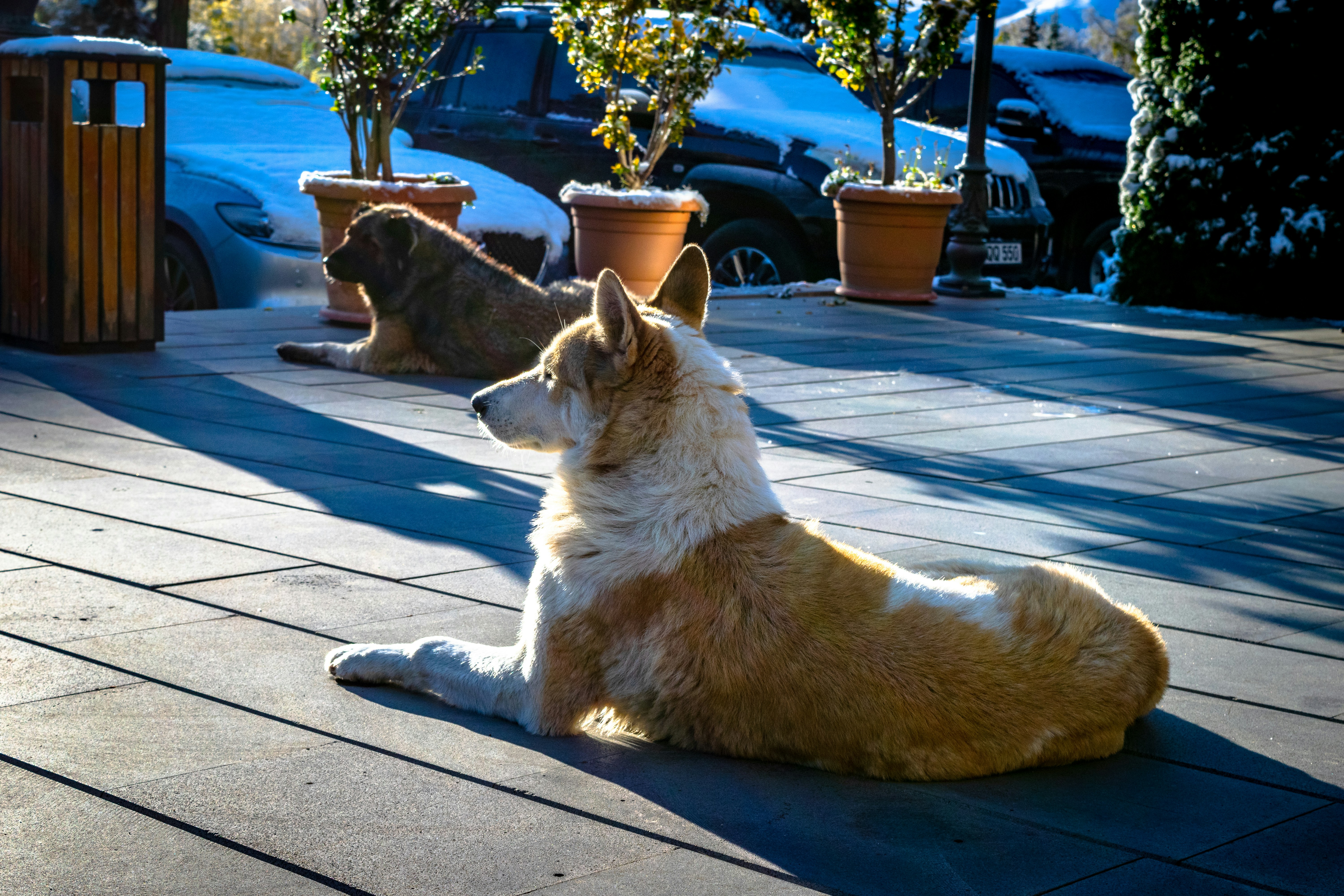 Golden-Faced Sit: A Pair of Dogs Repose on a Shaded Patio