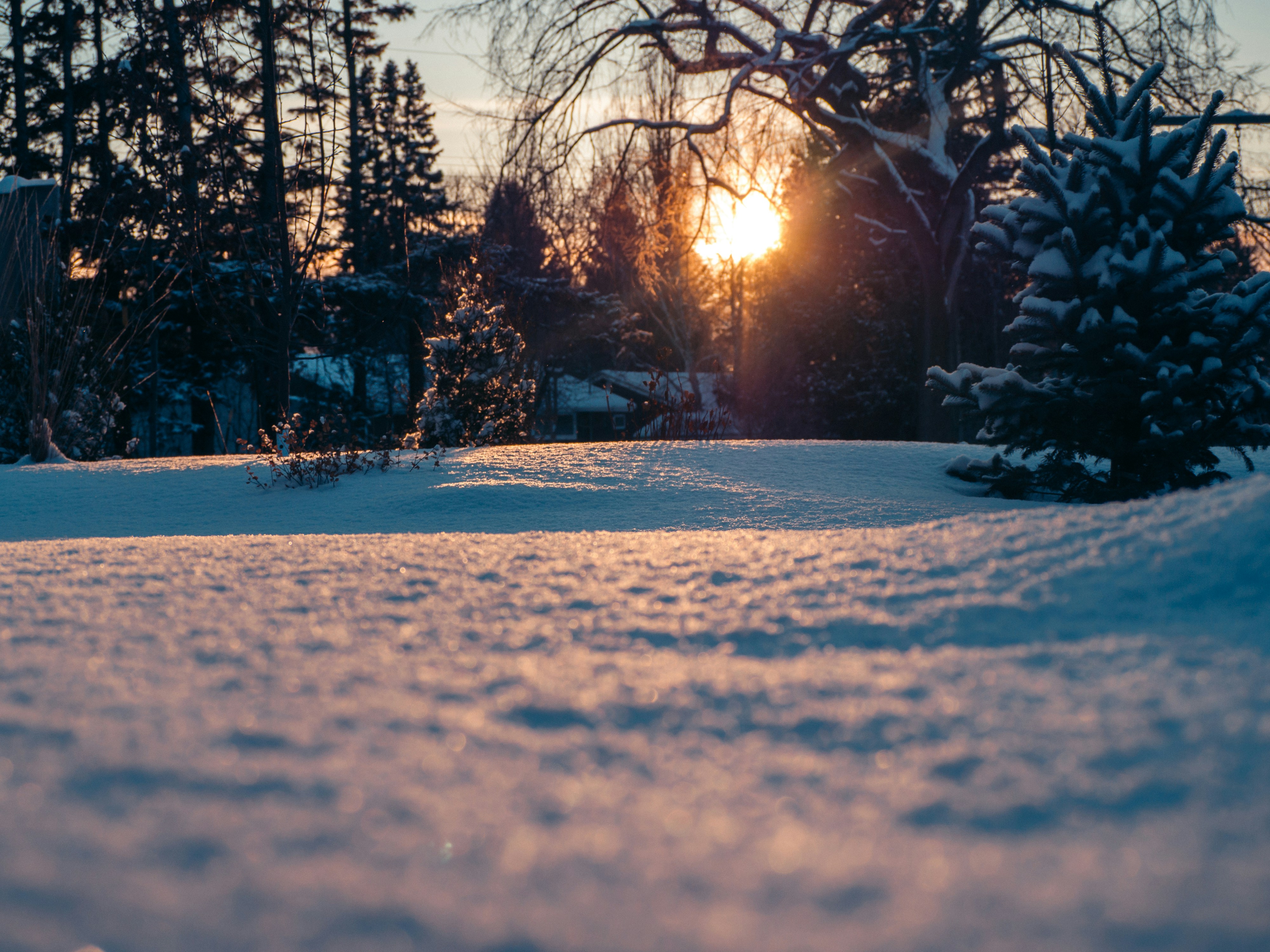 Snowy landscape with sun setting through trees photo – Free Sunset ...