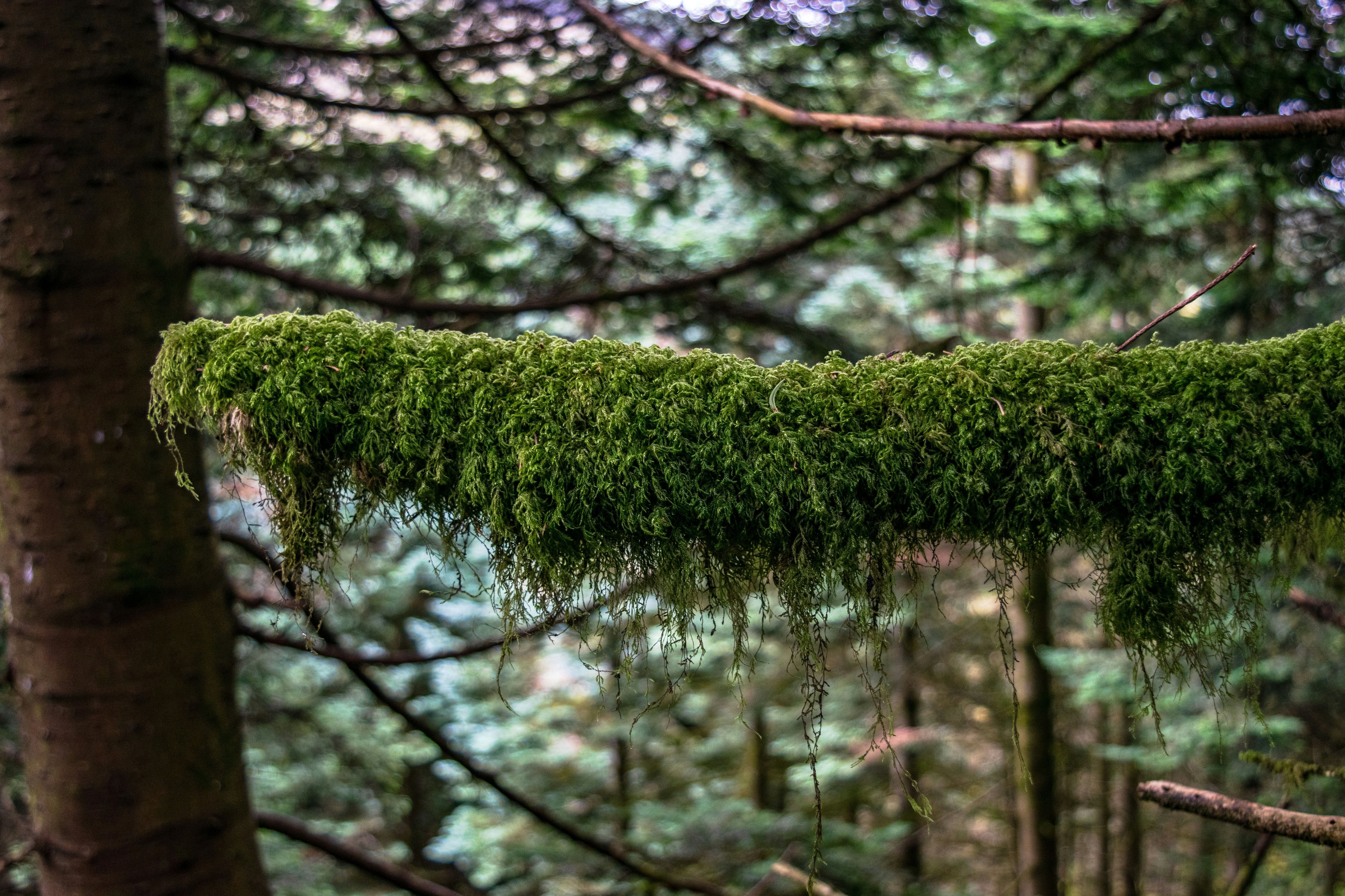 Moss-Cilled Trestle: A Suspended Green Silhouette in Distant Forest