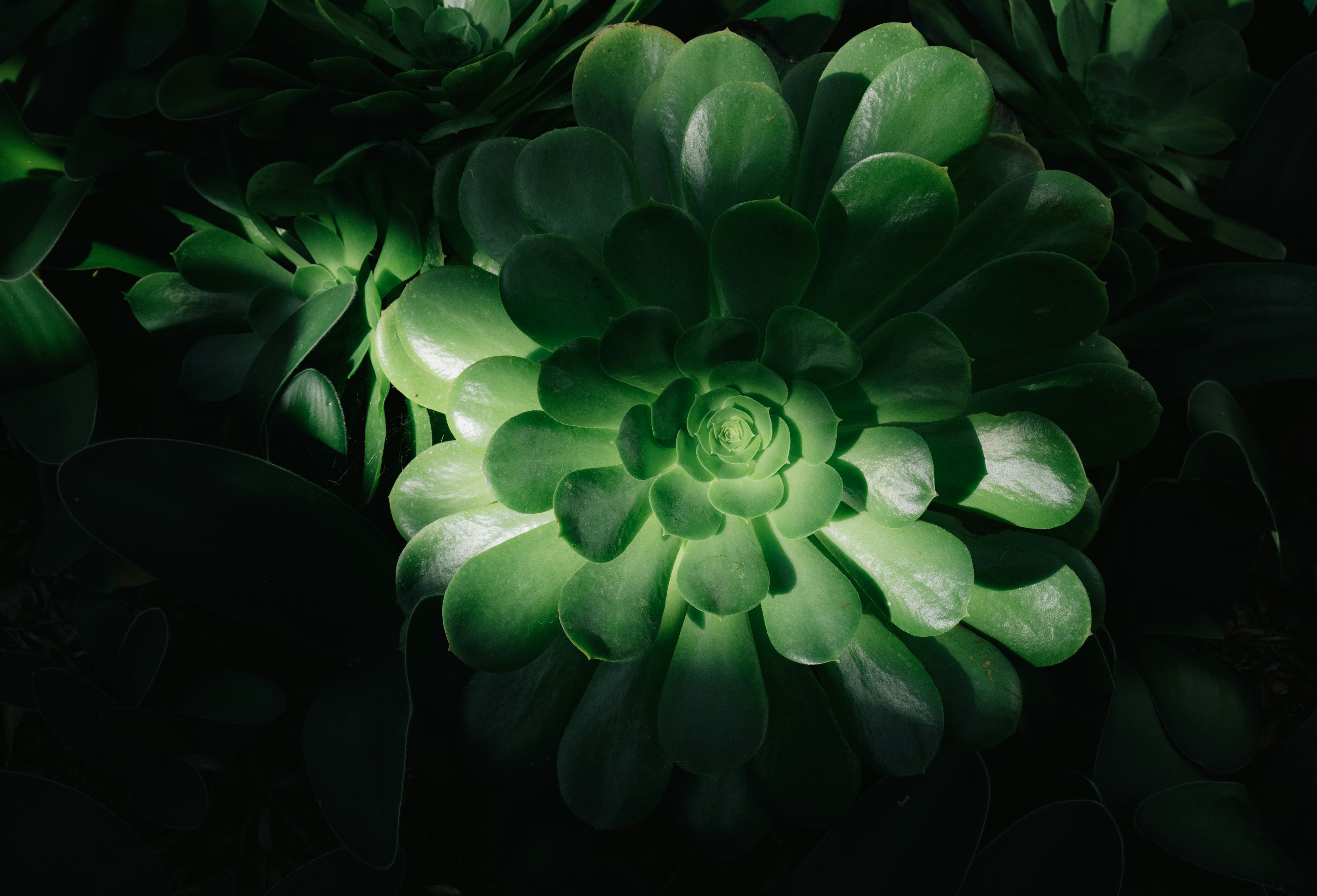Emerald Rosette: A Central Succulent in Soft Spotlight