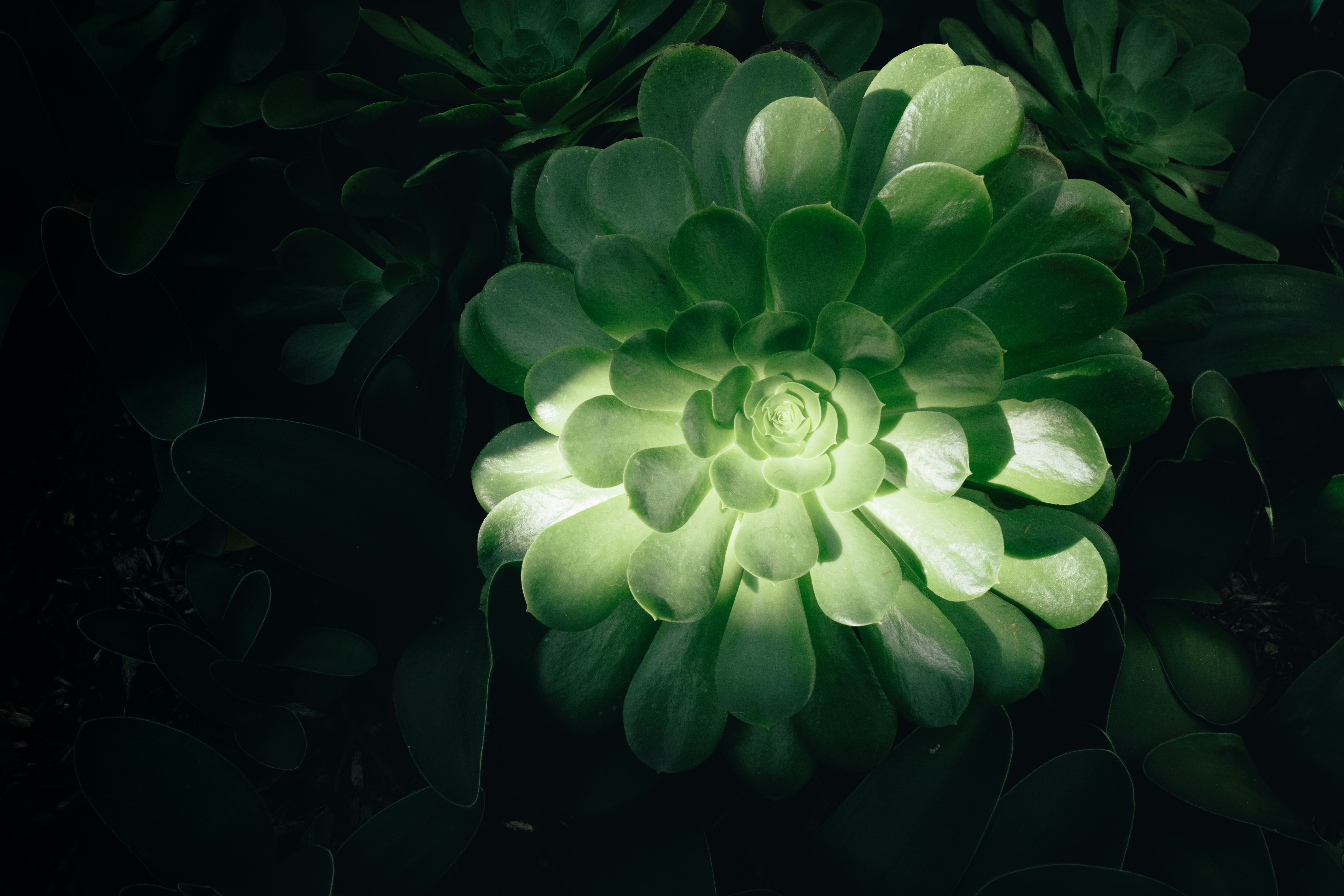 Emerald Rosette: A Succulent Center Illuminated