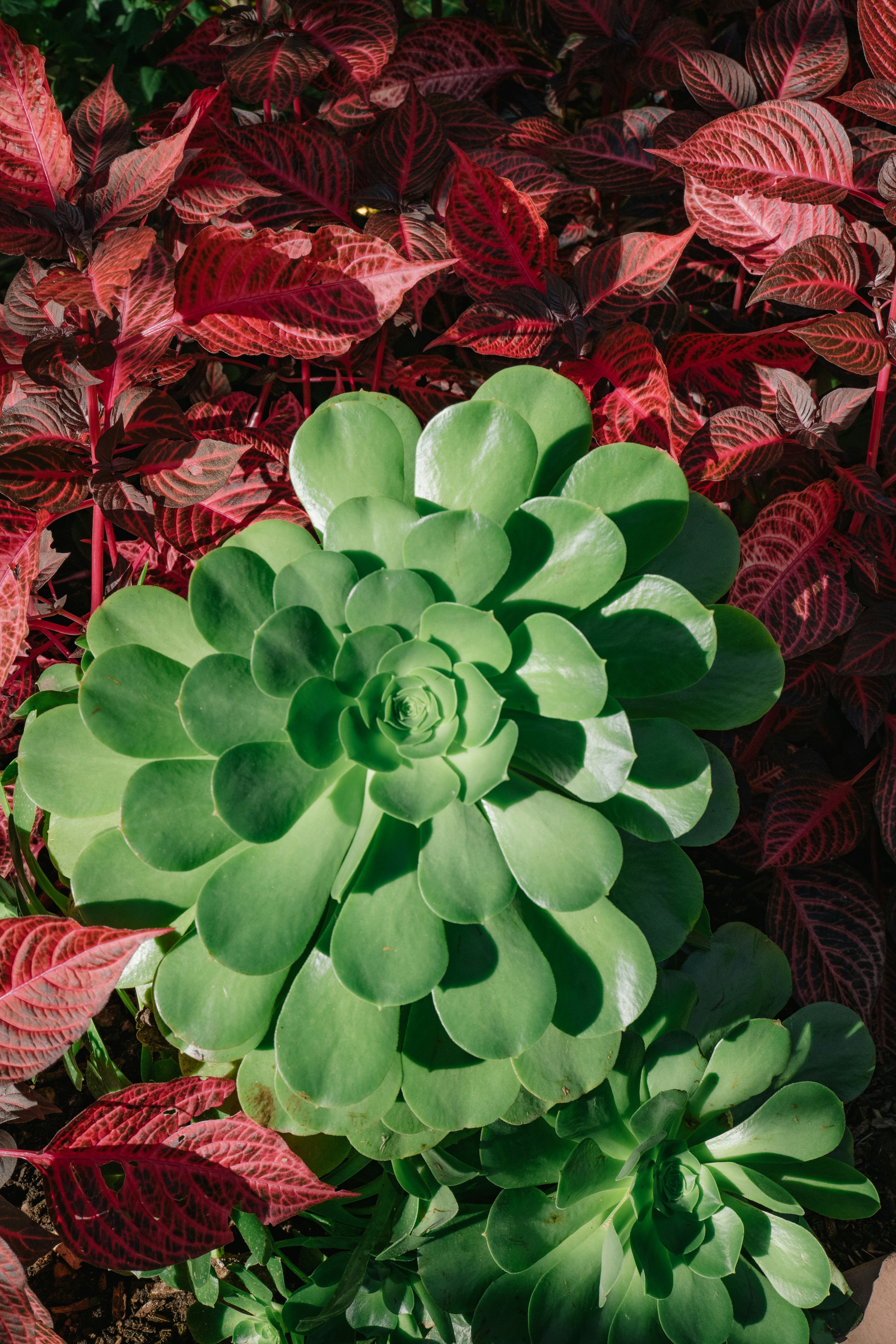 Emerald rosette rising from a ruby-leaf garden