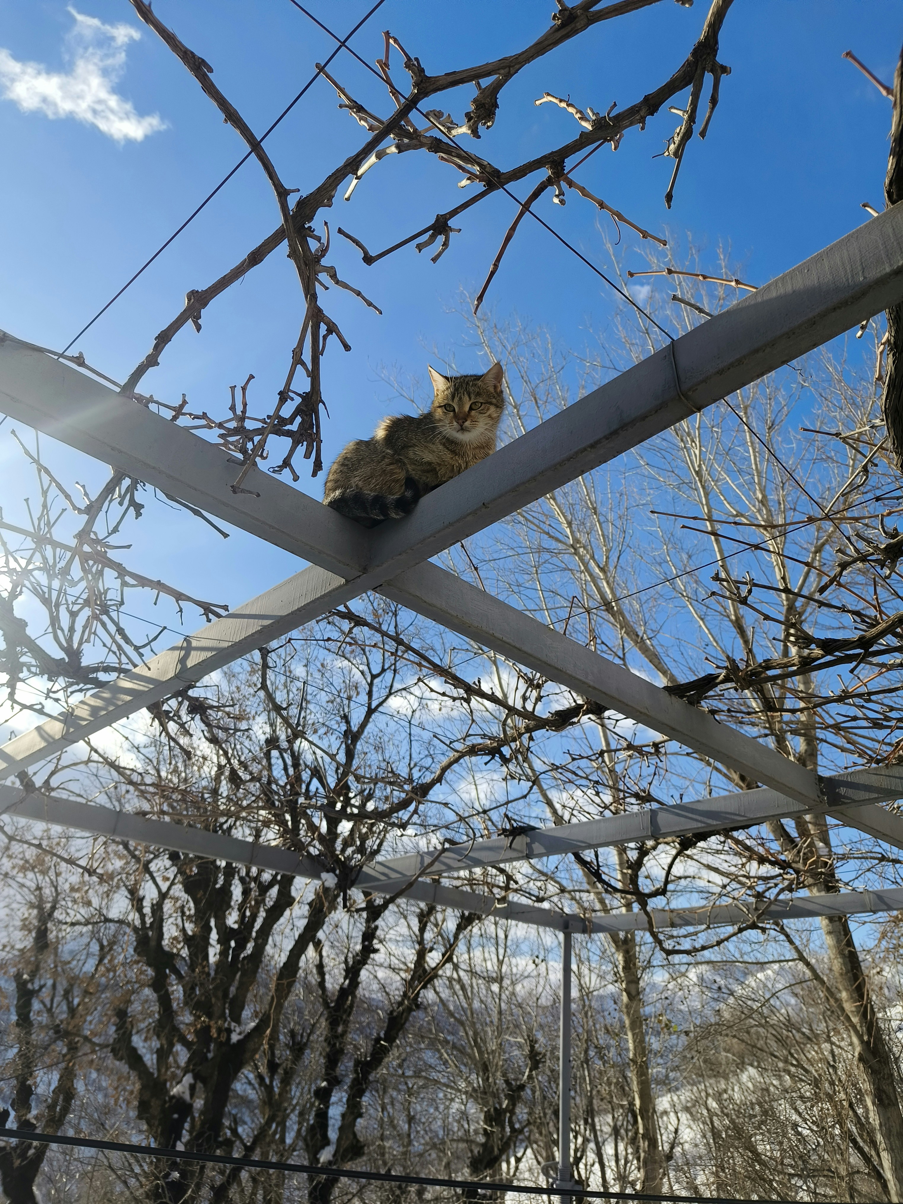 The best seat in the house. This little friend has the perfect view of the snowy Qandil Mountains today. Greetings from Sinamoka Village!"