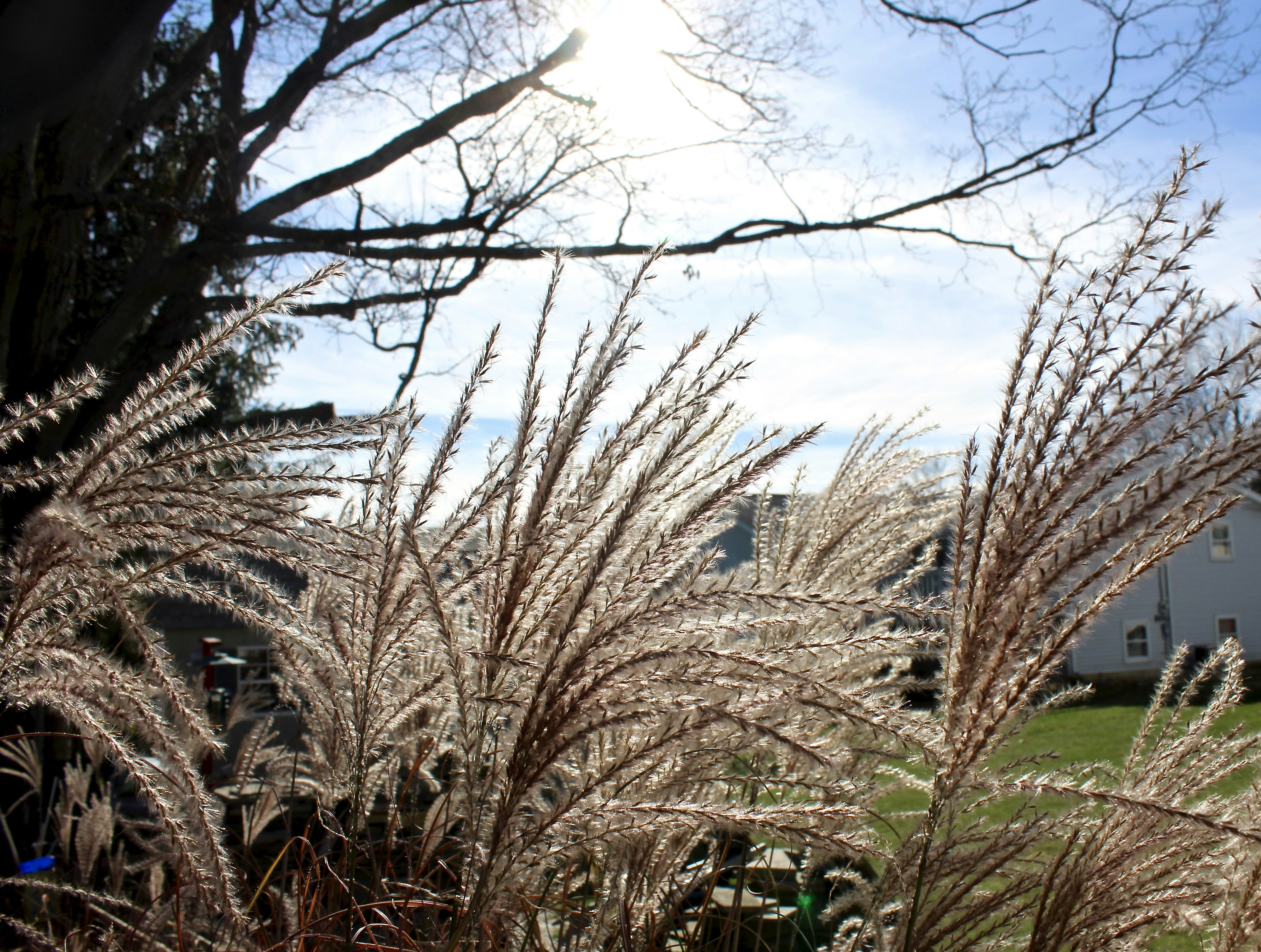 Iridescent Plumes Against a Quiet Suburban Sky