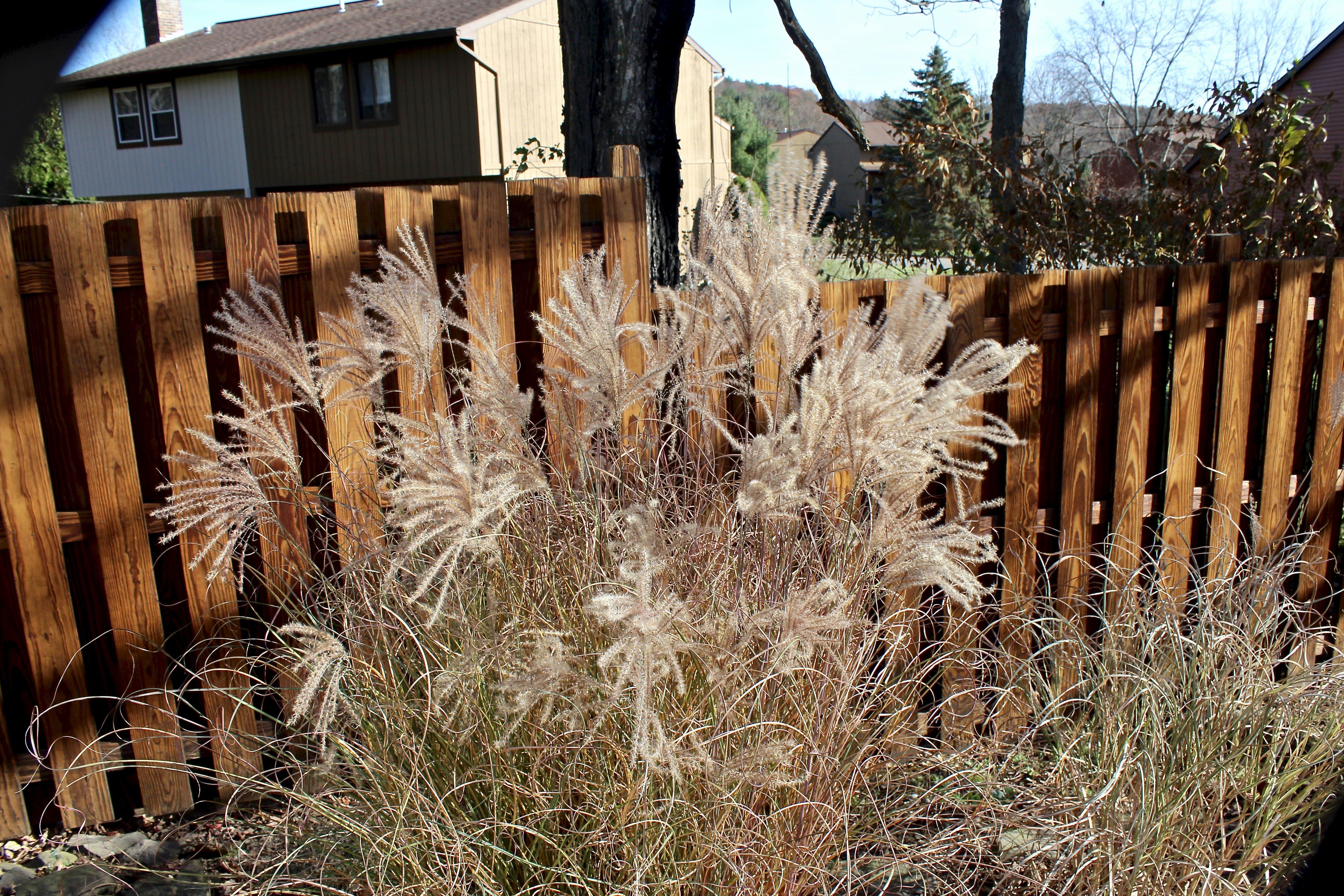 Sunlit plume grasses crowding a wooden fence under a suburban sky
