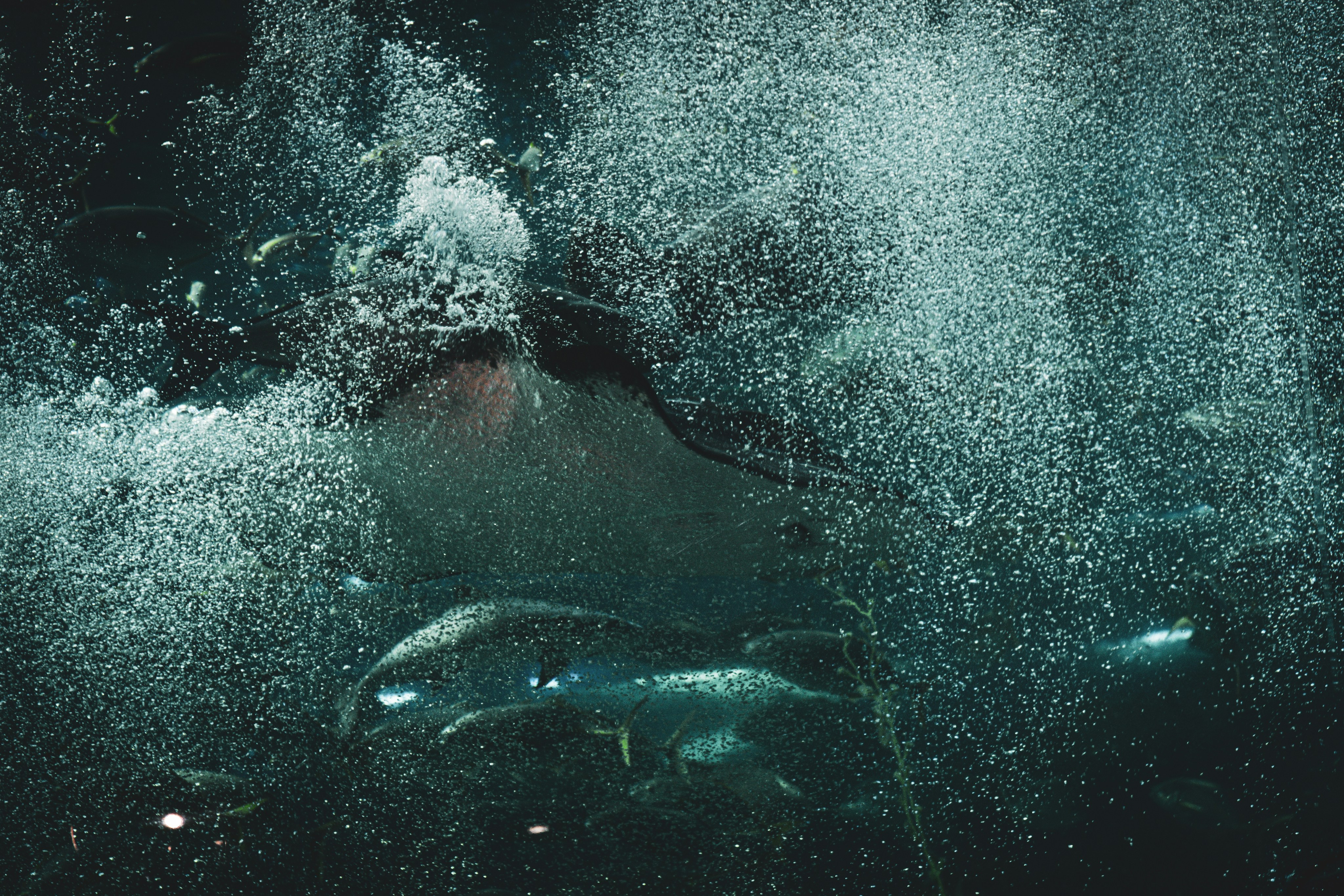 Beneath the Surface: Torpedo of Bubbles and Silhouettes
