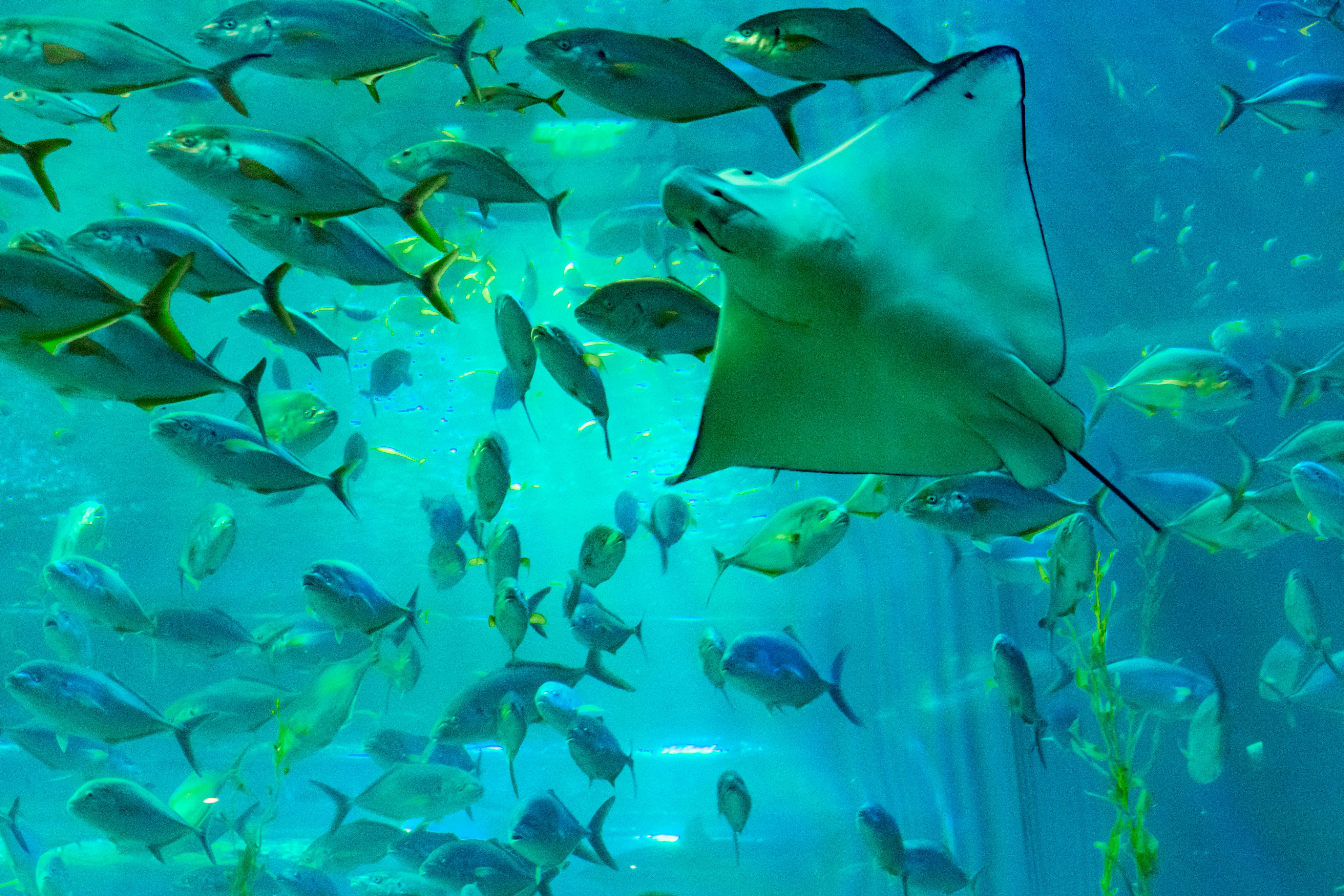 Graceful manta gliding through a coral-tinged schoolyard