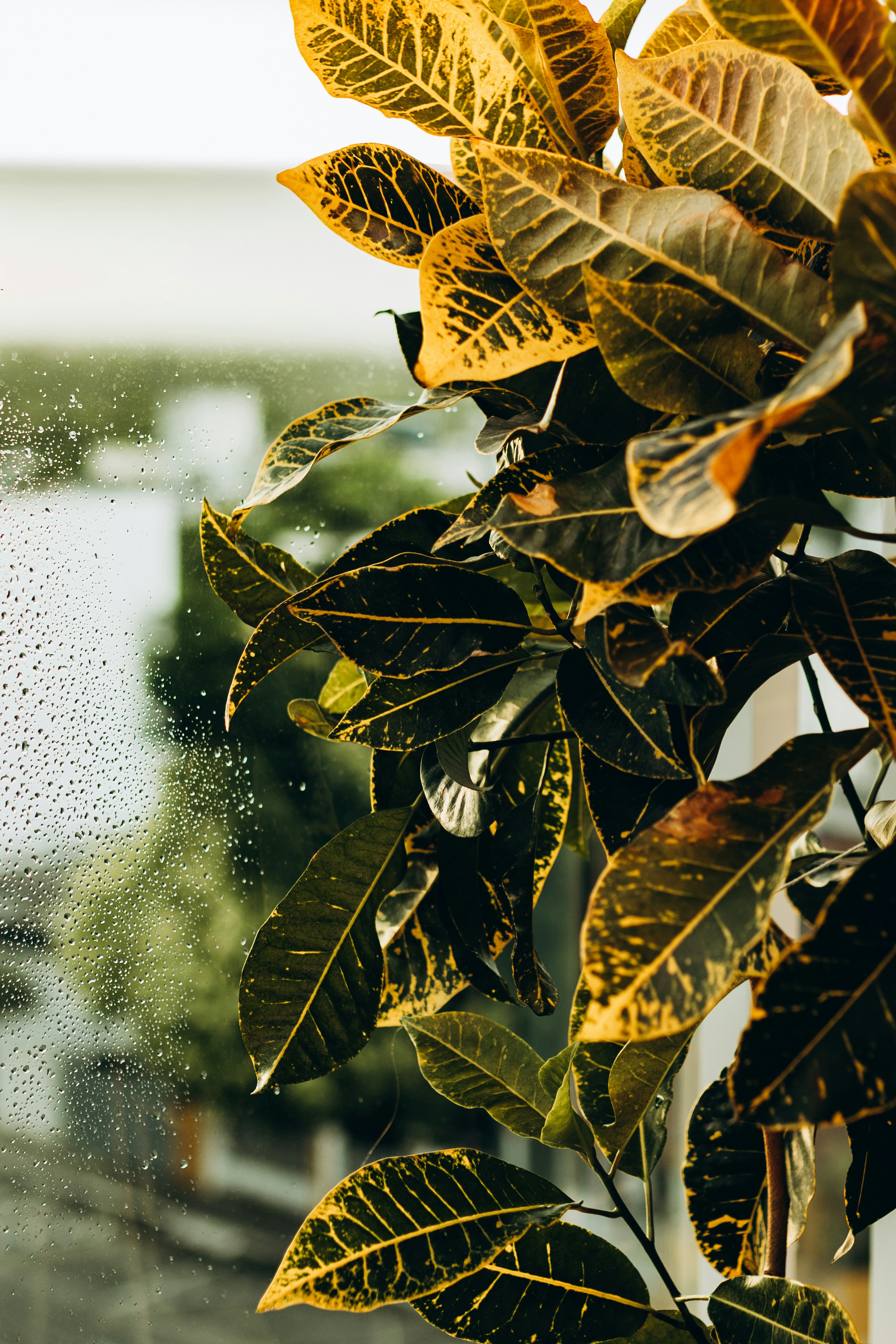 Golden-veined Foliage Framing a Rain-Speckled Window