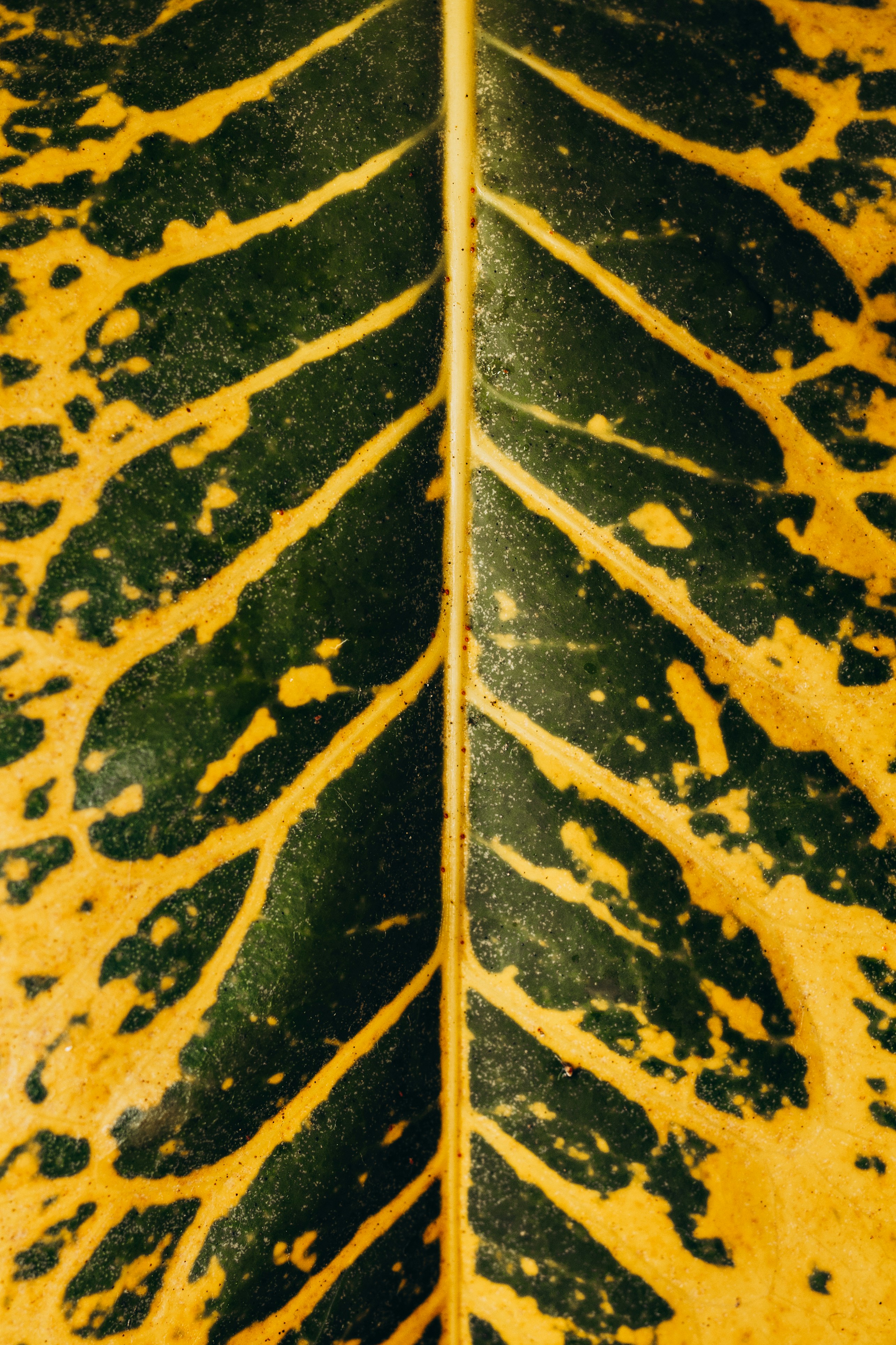 Close-up of a green and yellow variegated leaf photo – Free Texture ...