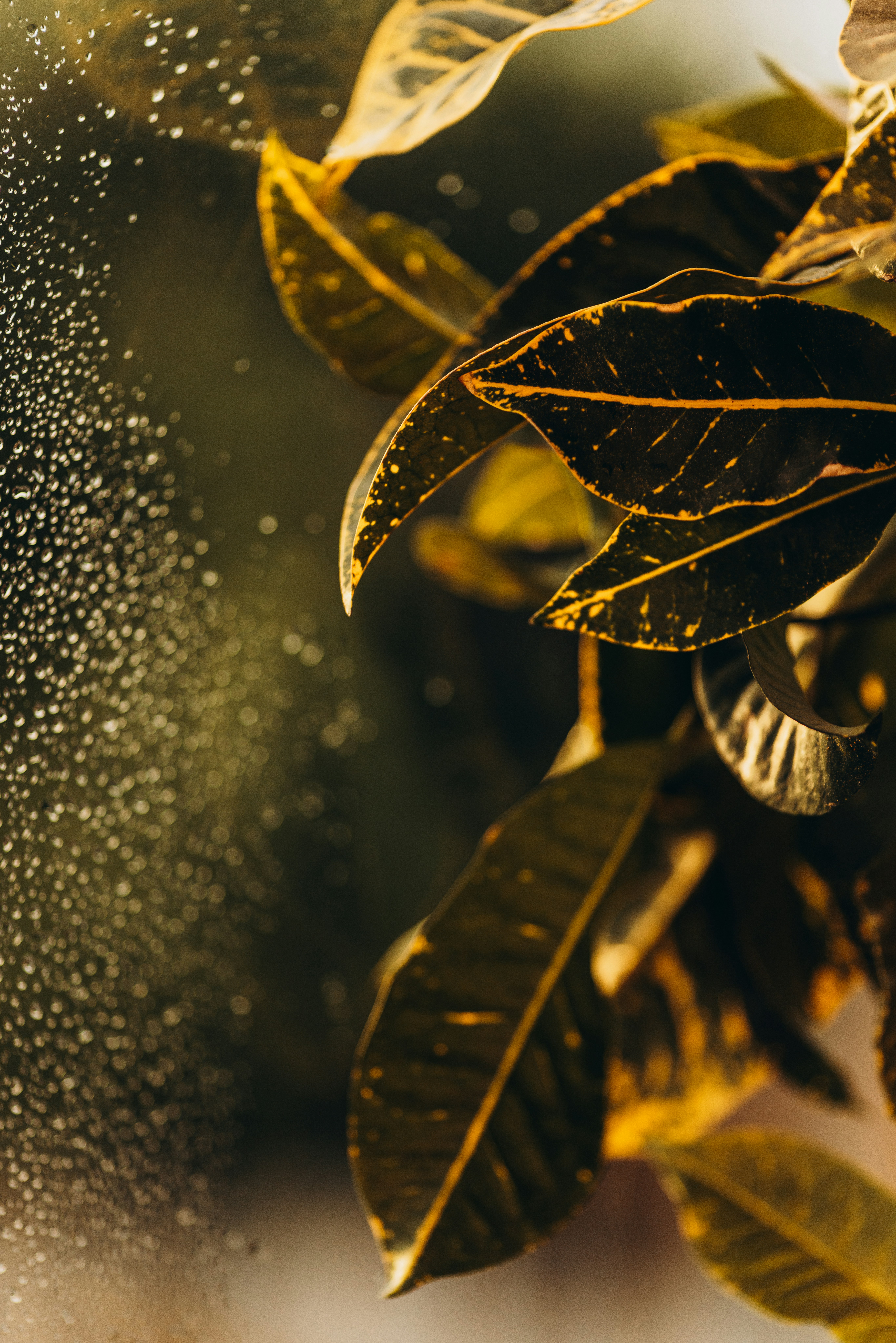 Sunlit Foliage: Golden Edges Catch Dusty Motion