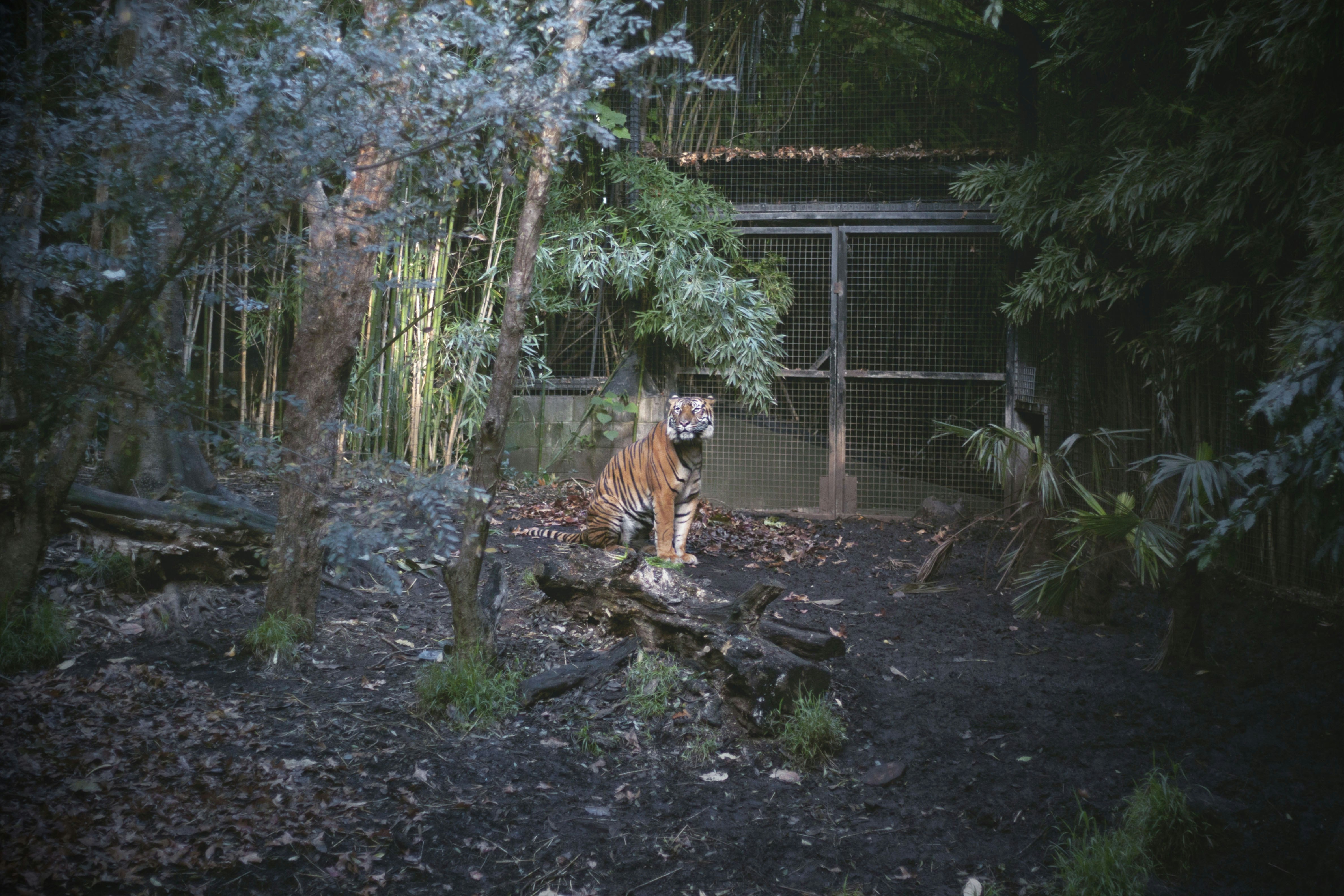 Tiger in the Enclosure: Quiet Stare Through Dappled Foliage