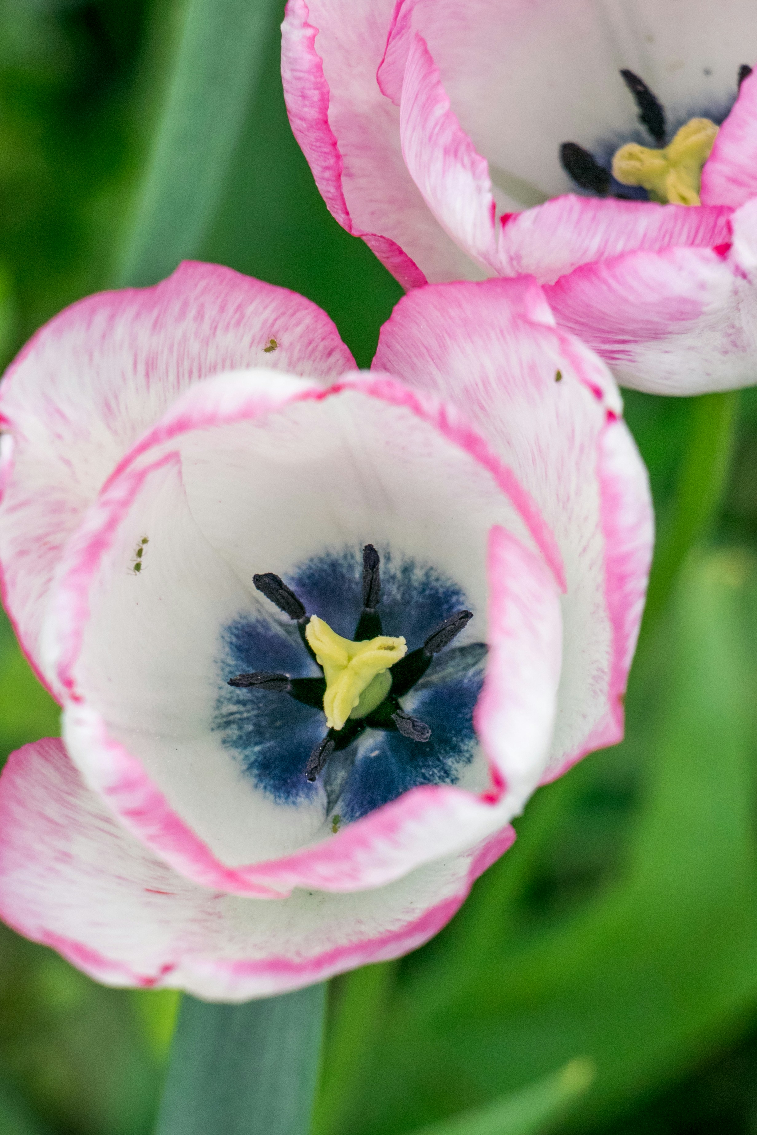 Pink-edged Tulip Reaching Toward the Light