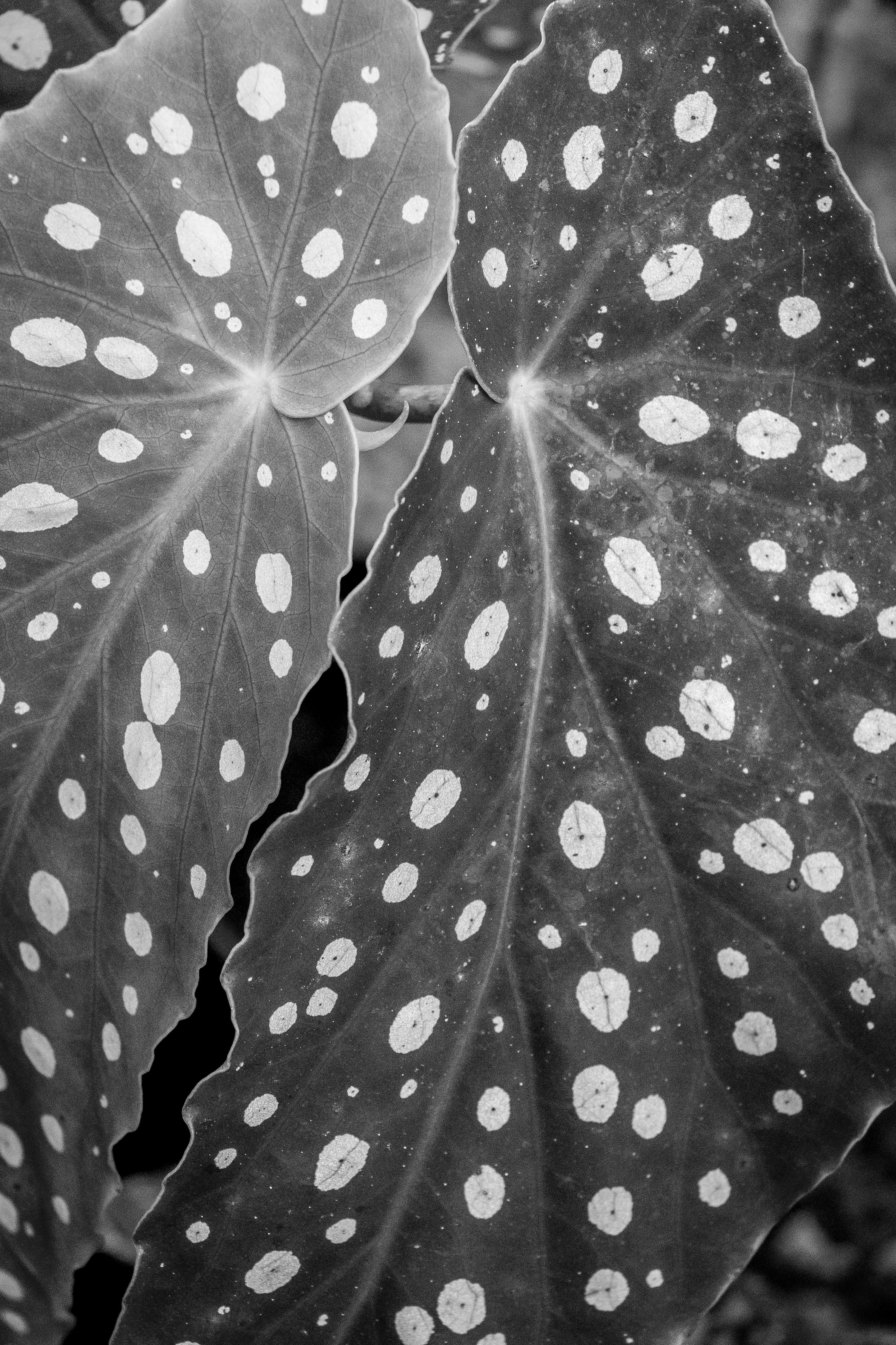 Spotted Veins: Dueling Leaves in Monochrome