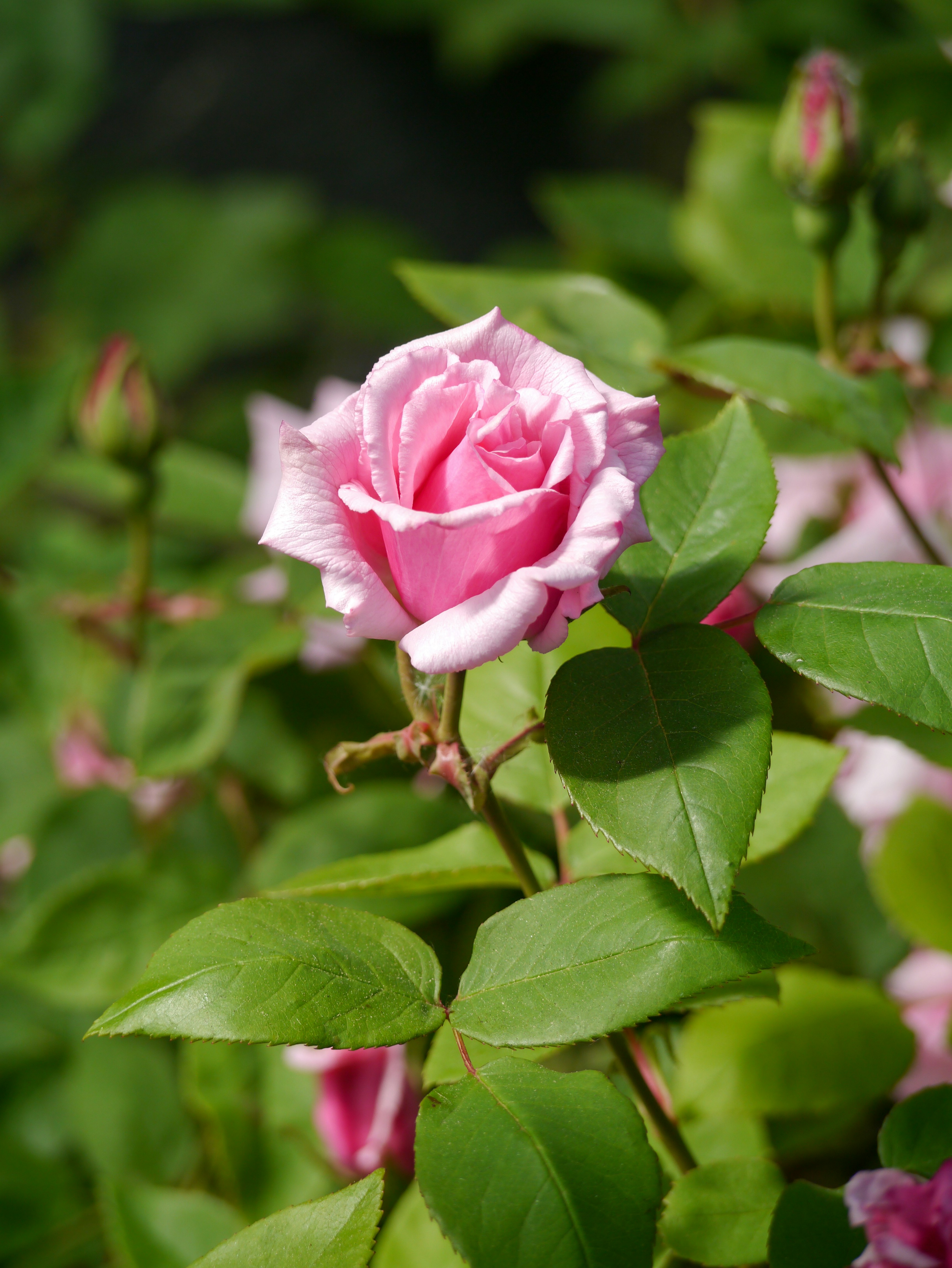 A delicate pink rose blooms among green leaves.