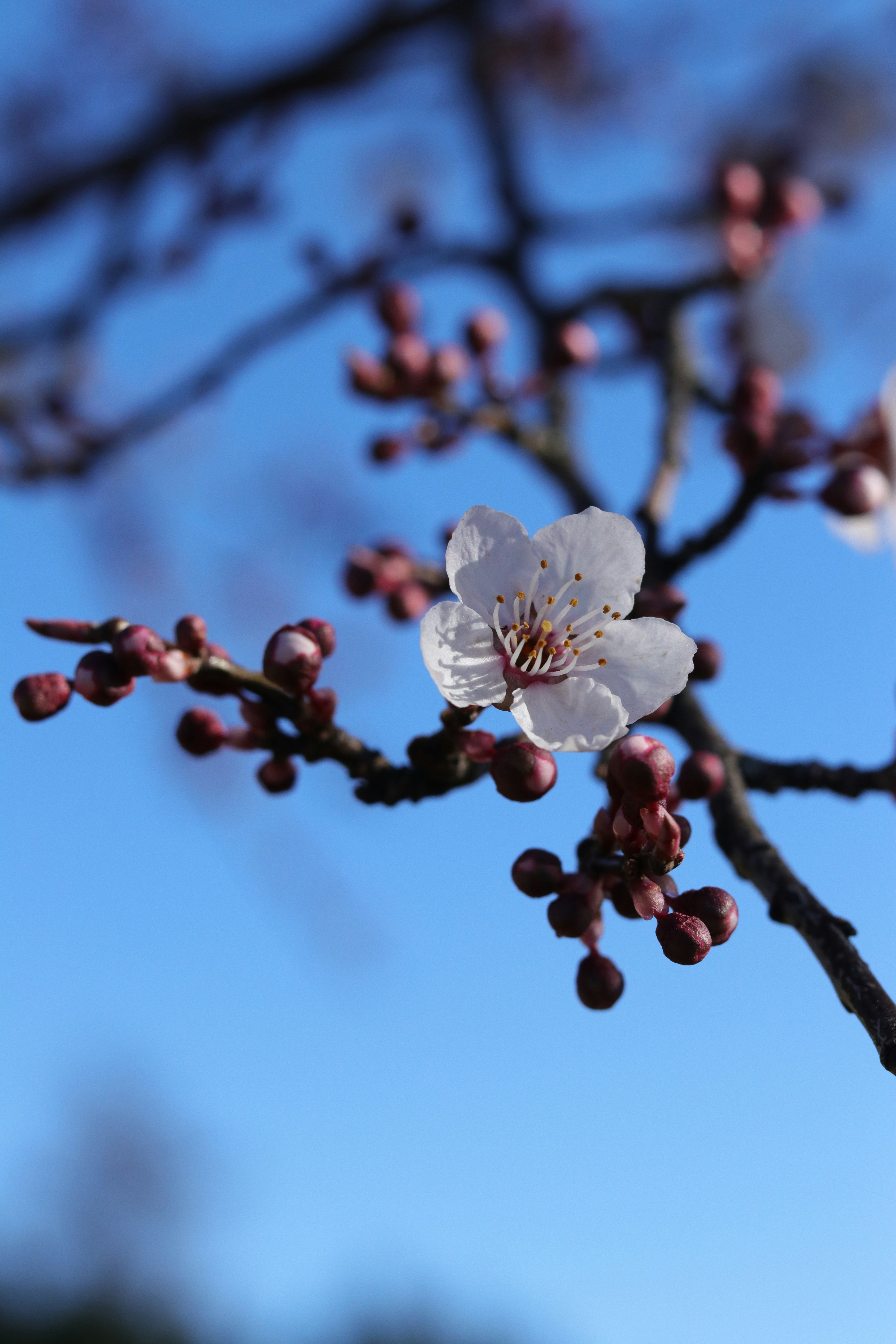 Single Sakural bloom in a sky-blue moment