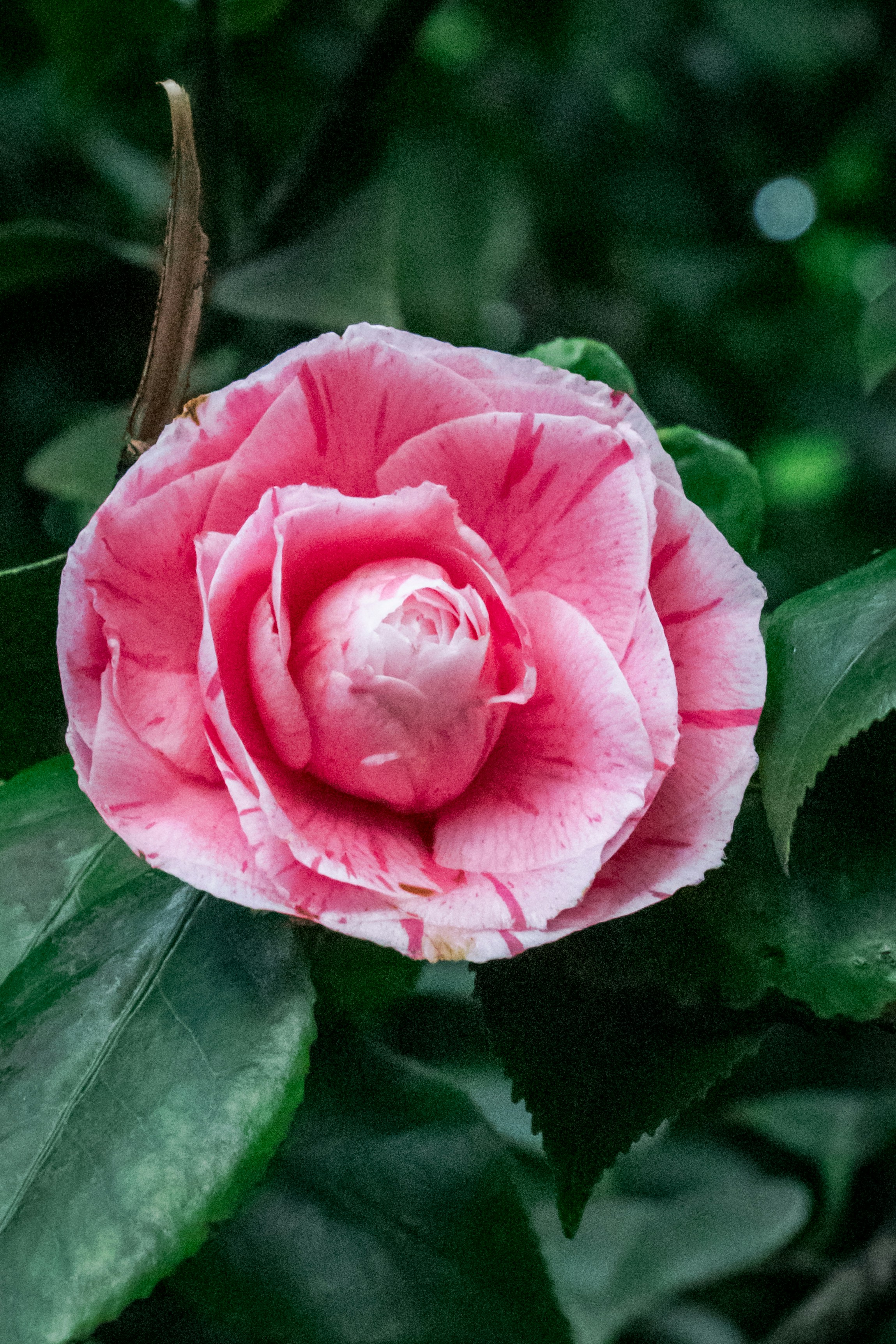 Petal Crown: A Pink Camellia-like Bloom Emerges from Green Velvet