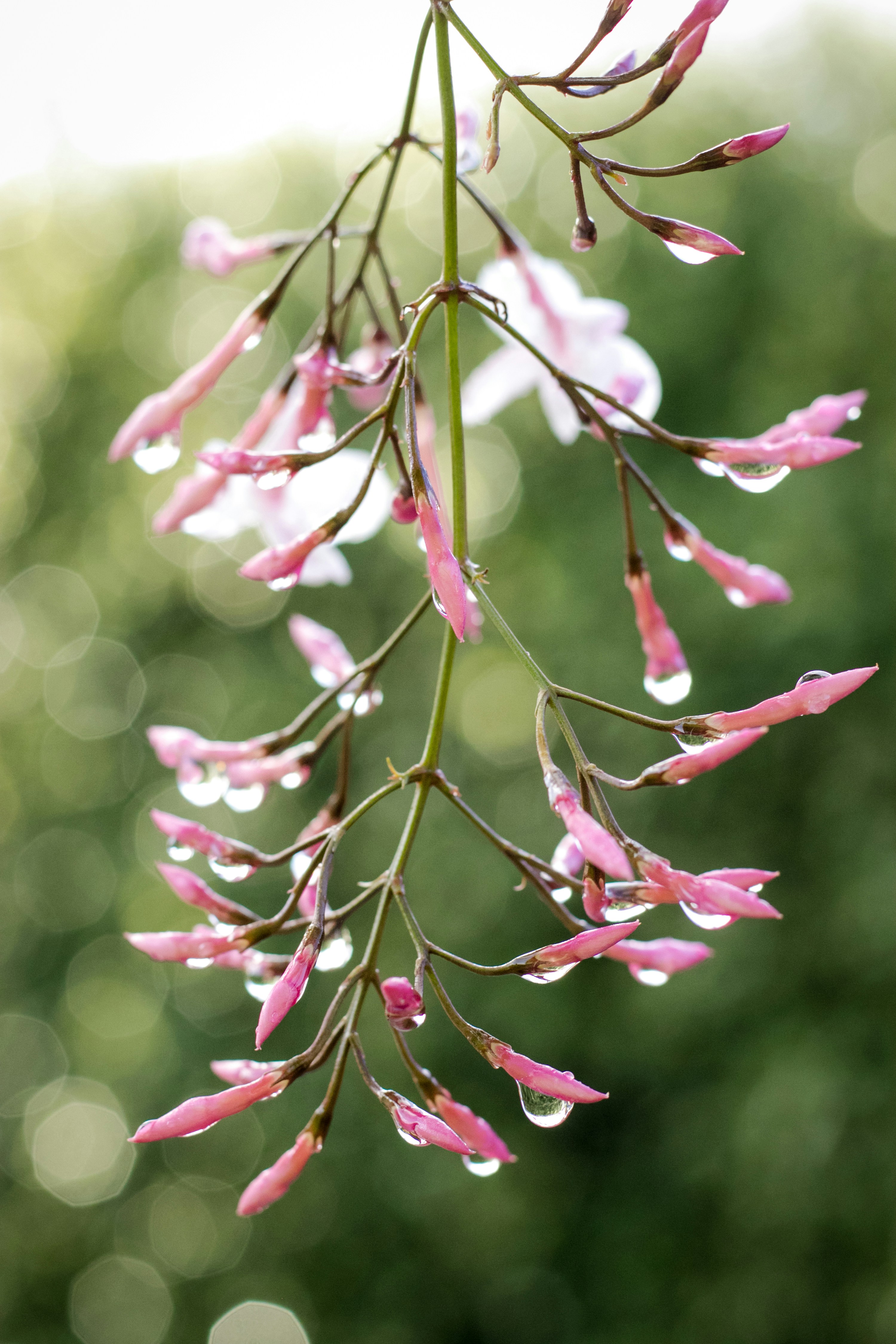 Dangling Pink Orchids: Delicate Droplets Catch the Morning Light