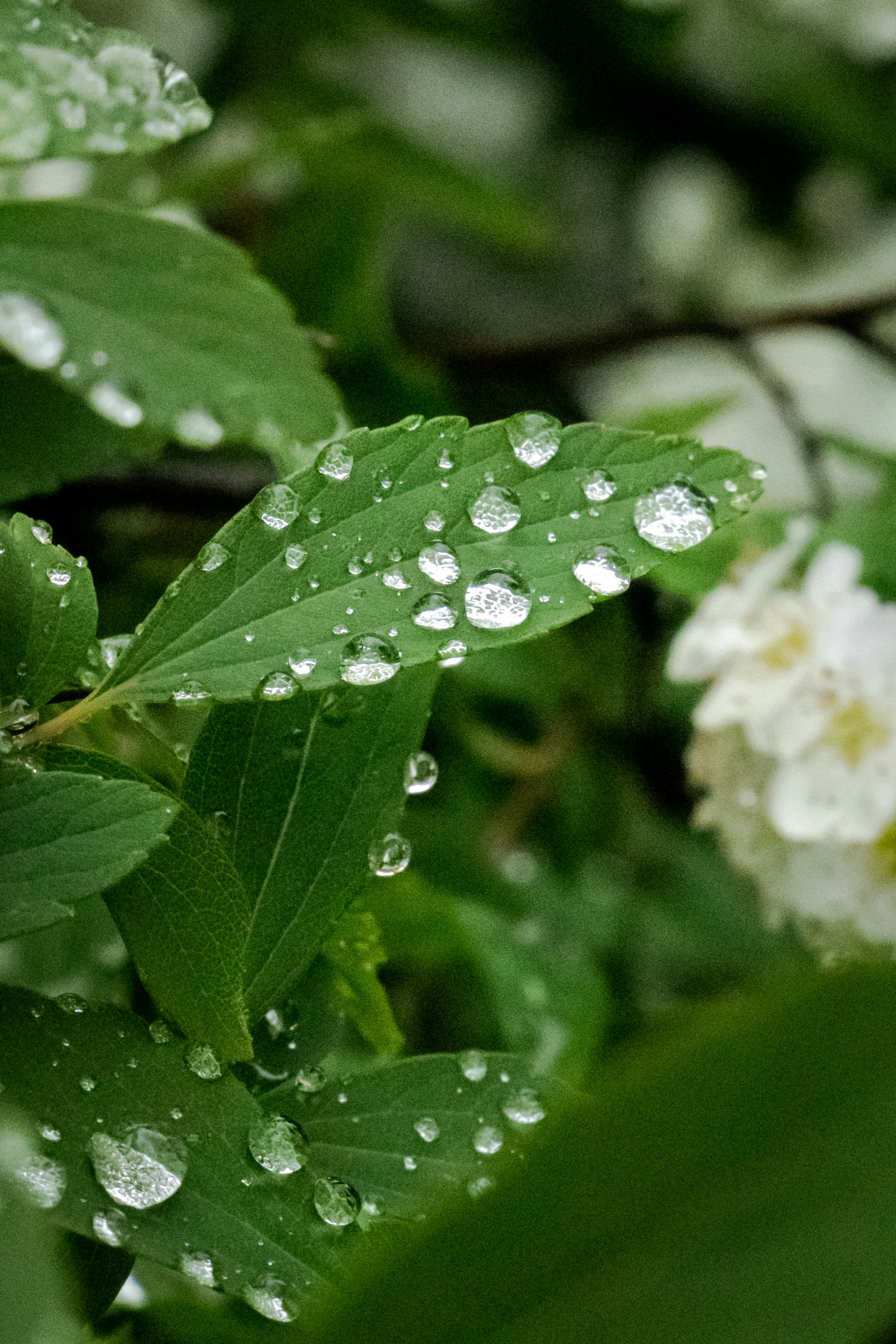 Dew-kissed Leaf in Focus Among Quiet Greenery