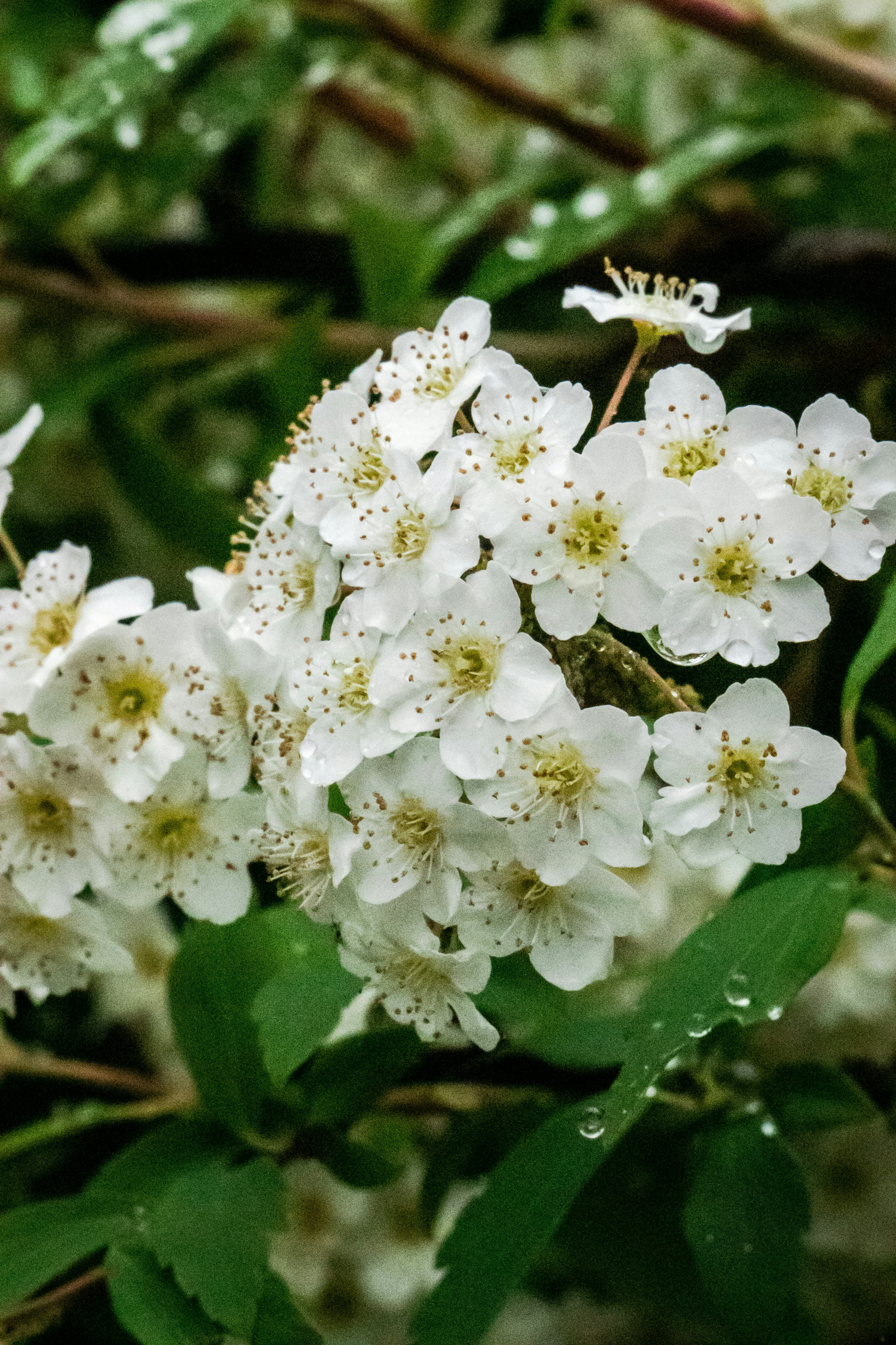 White Bloom Cluster in Spring Garden