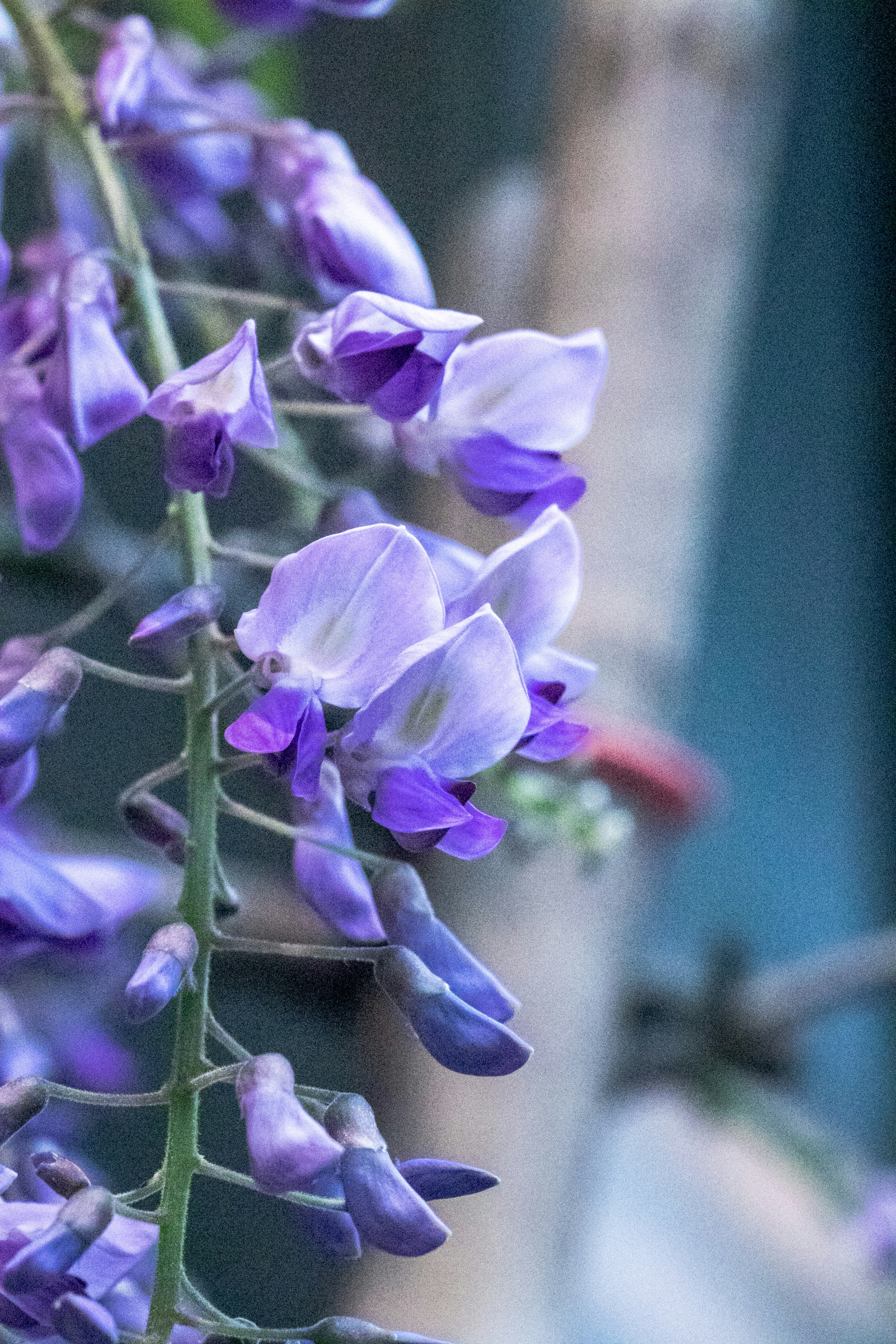 Violet Cascade: Close-up of Blooms Against a Soft Backdrop