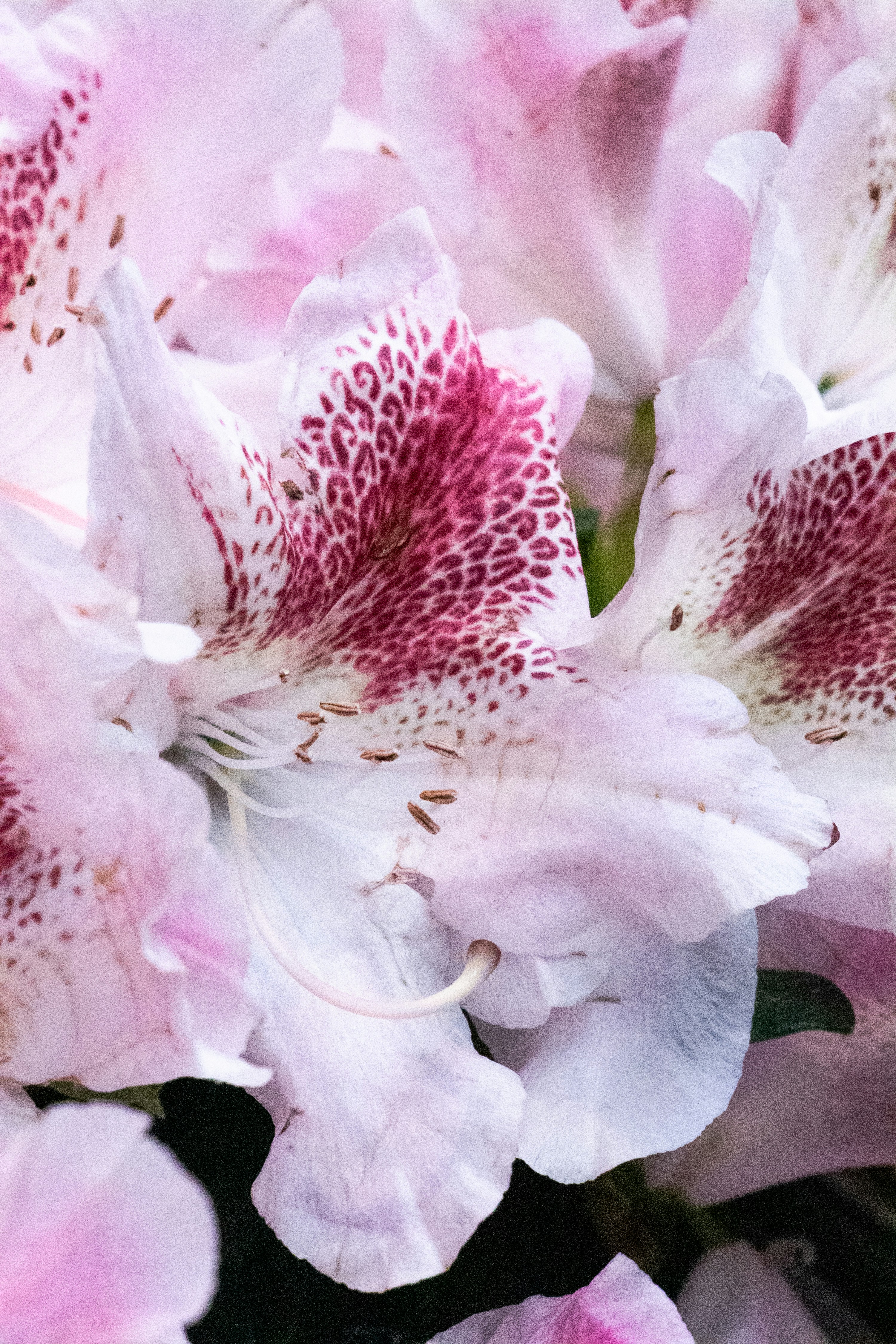 Petals in Soft Pink: Close-Up of a Florid Bloom's Fractal Pattern