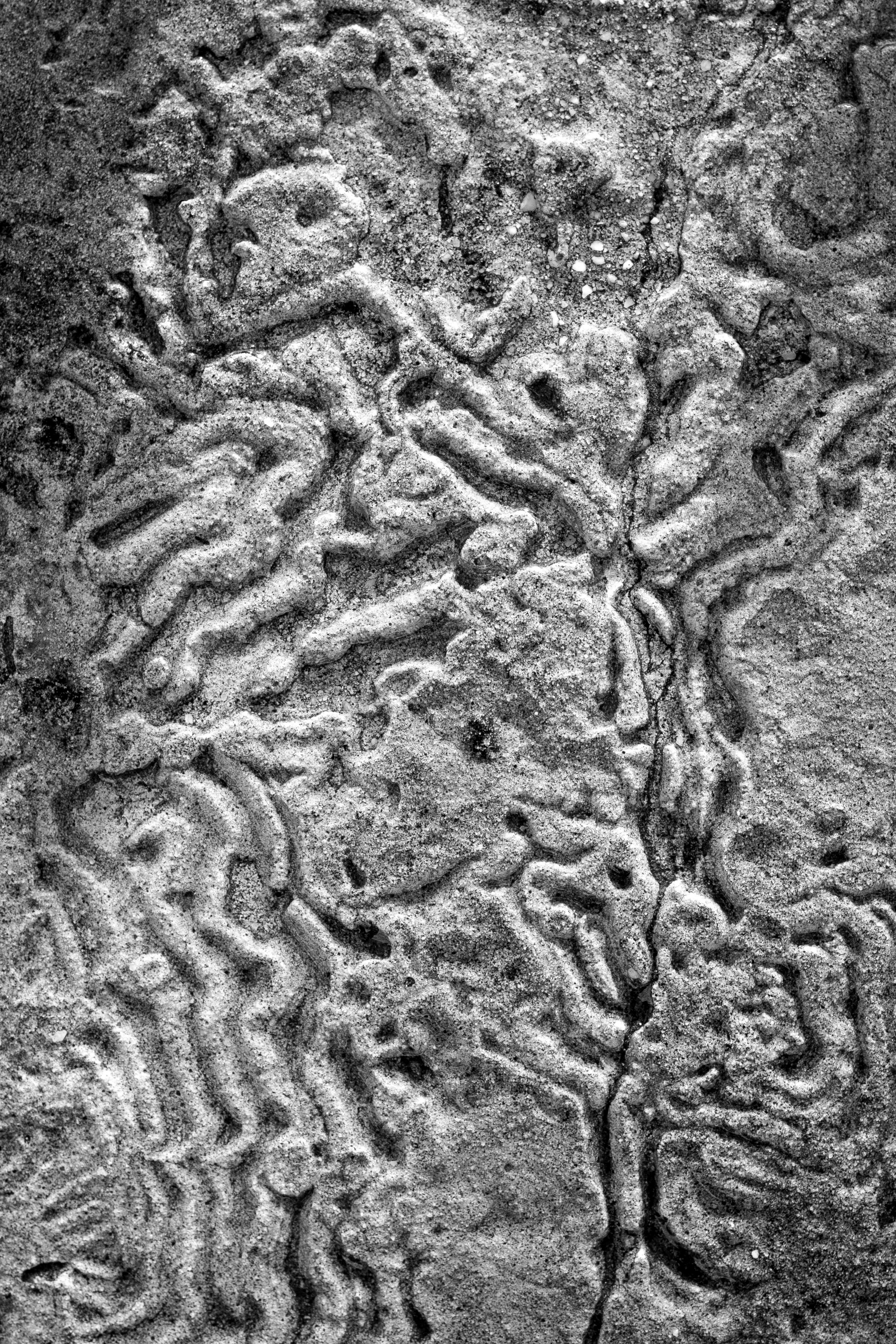 Primer plano de madrigueras de gusanos fosilizados en la roca. foto ...