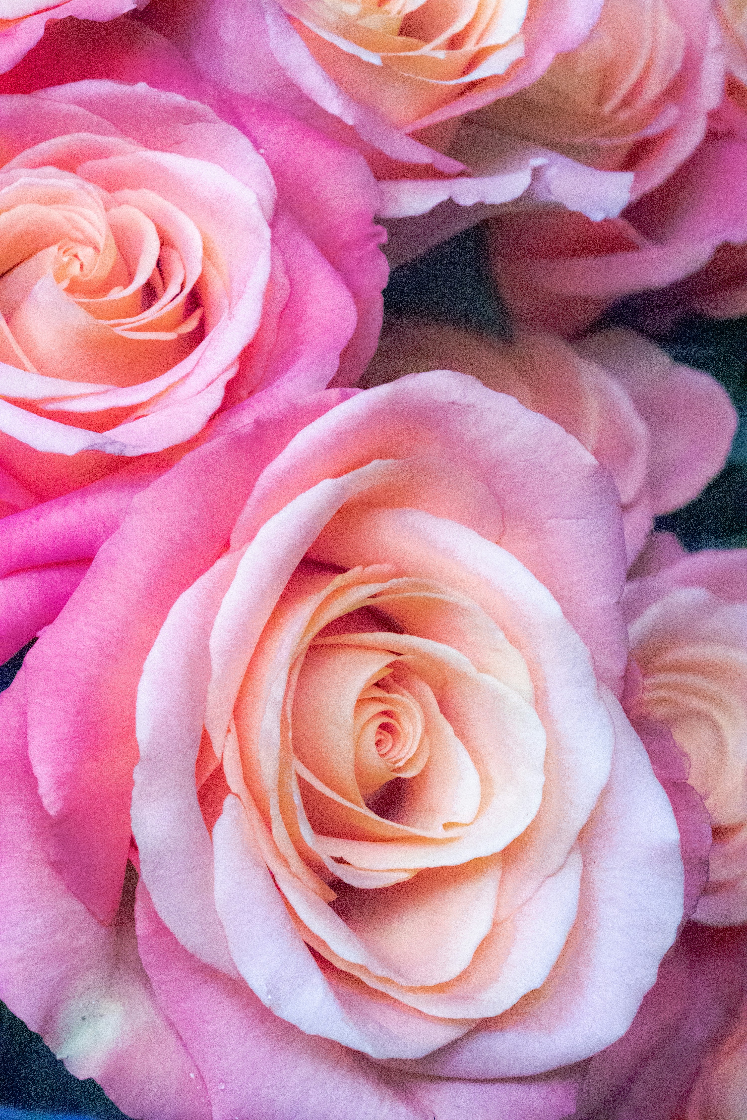 Soft Convergence: Peach-Pink Roses in Close-Up Bloom