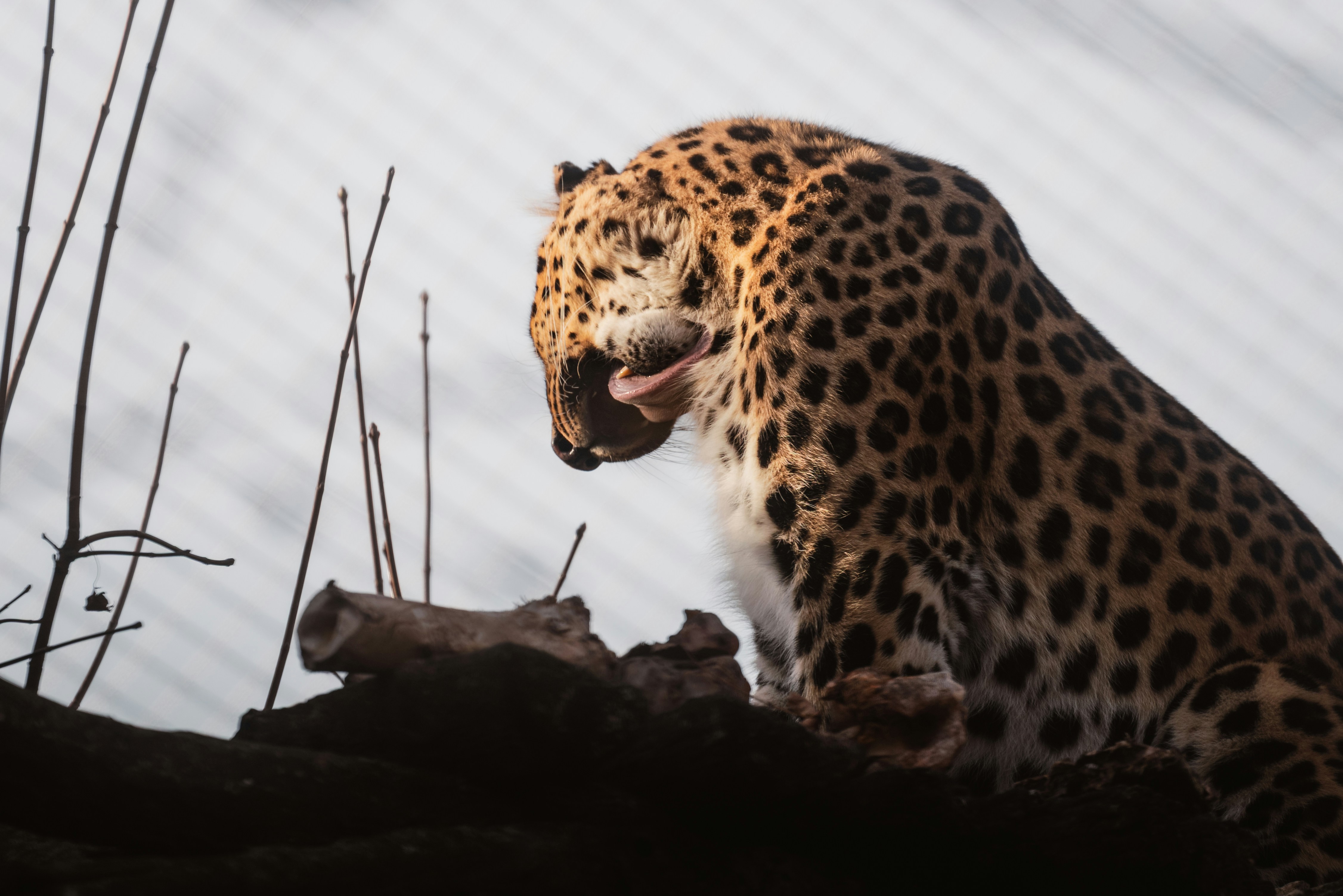 Leopard on the Ridge: Sunset Gaze from the Crest