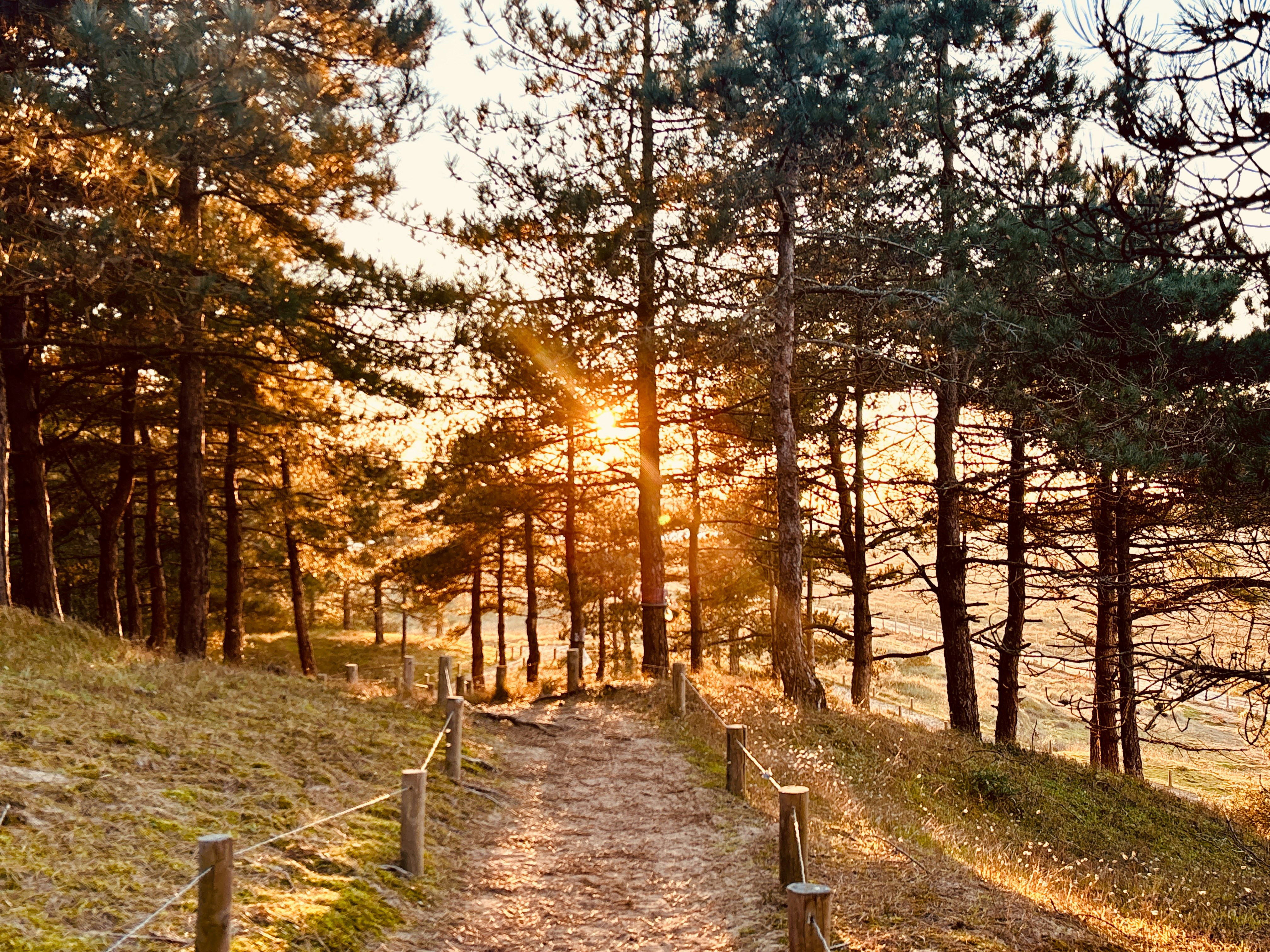 Trail to the Sunset Pines