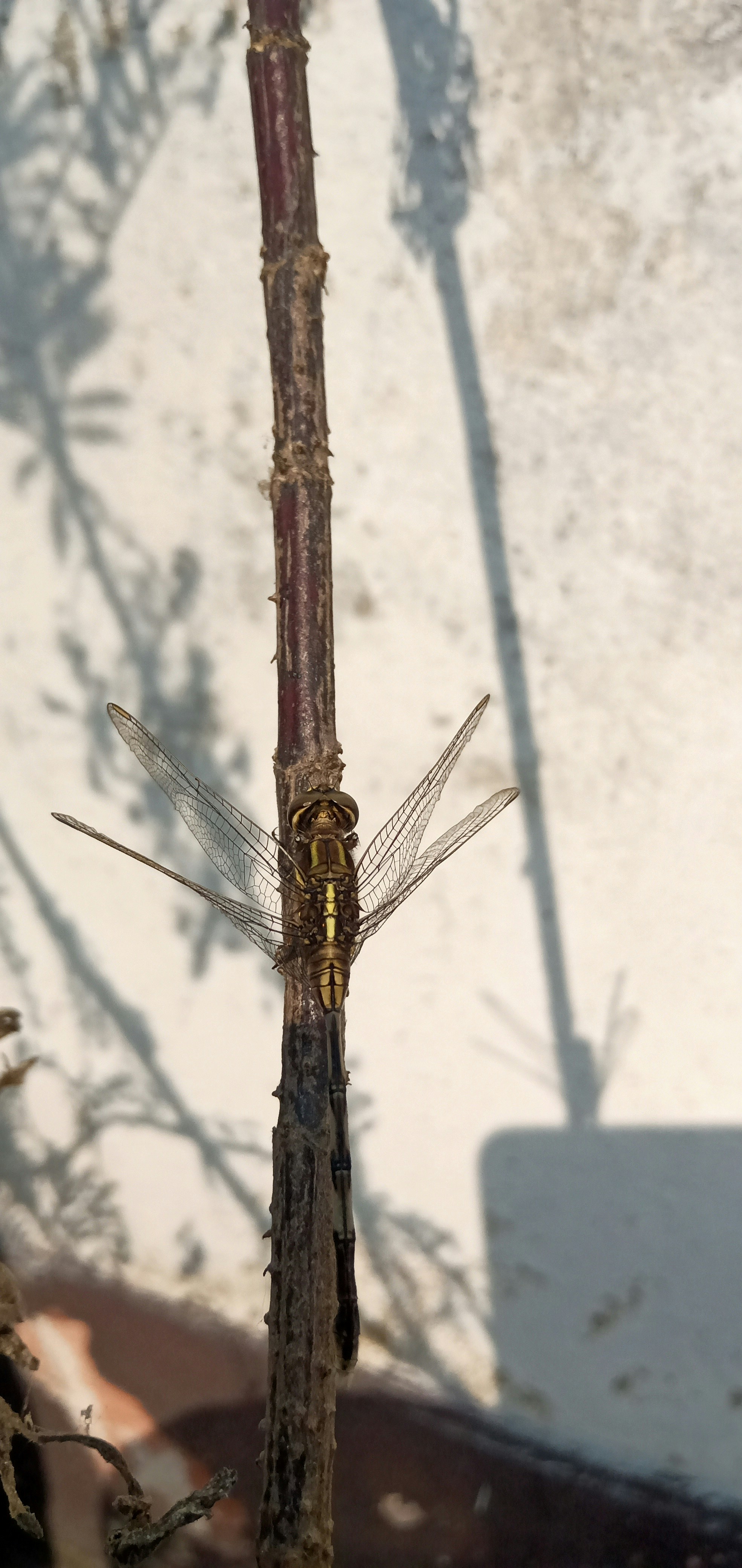 Rishabh Raj (@nitroman) | Komunitas Foto Unsplash