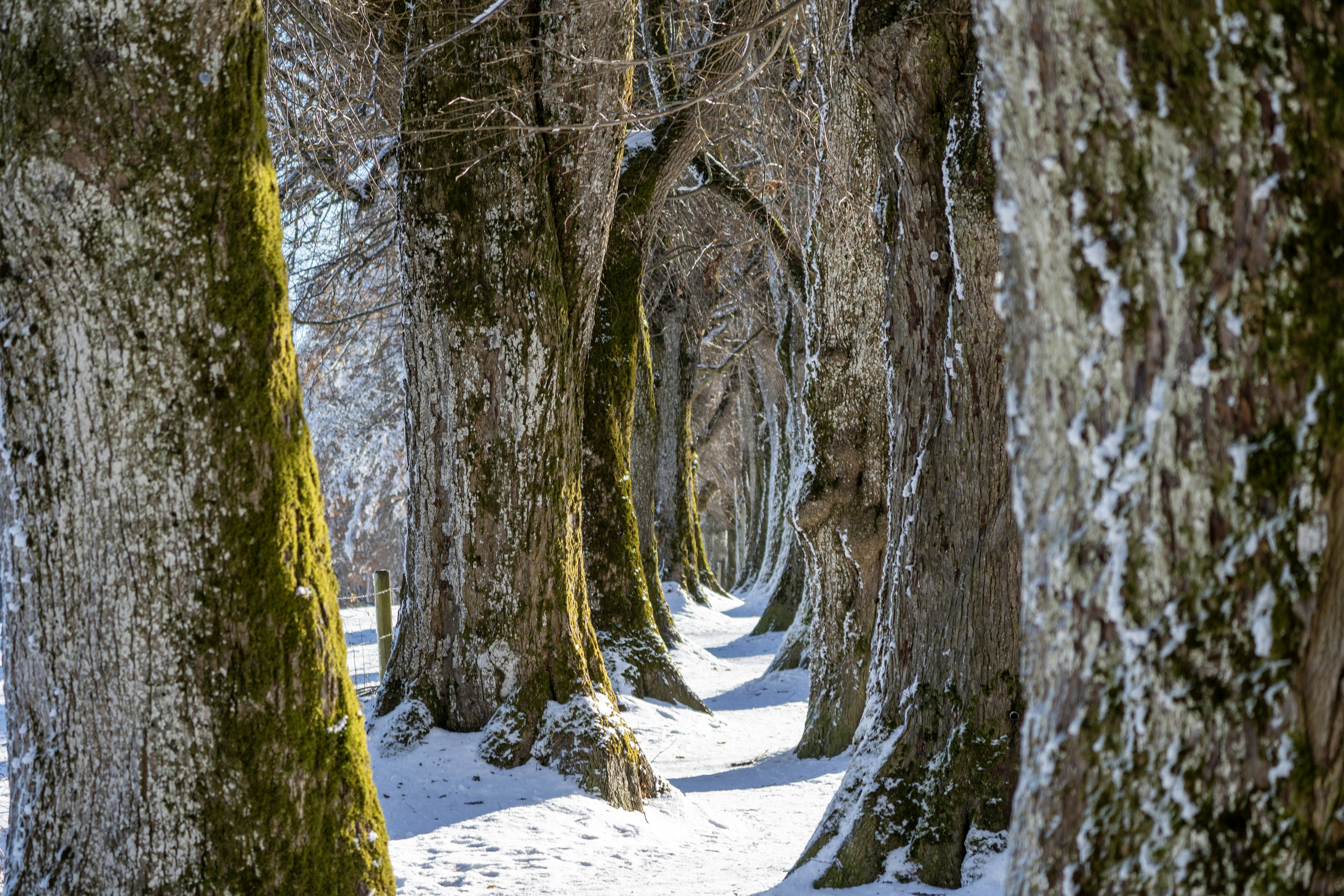 Snowlit Linden Alley: A Corridor of Winter Silence
