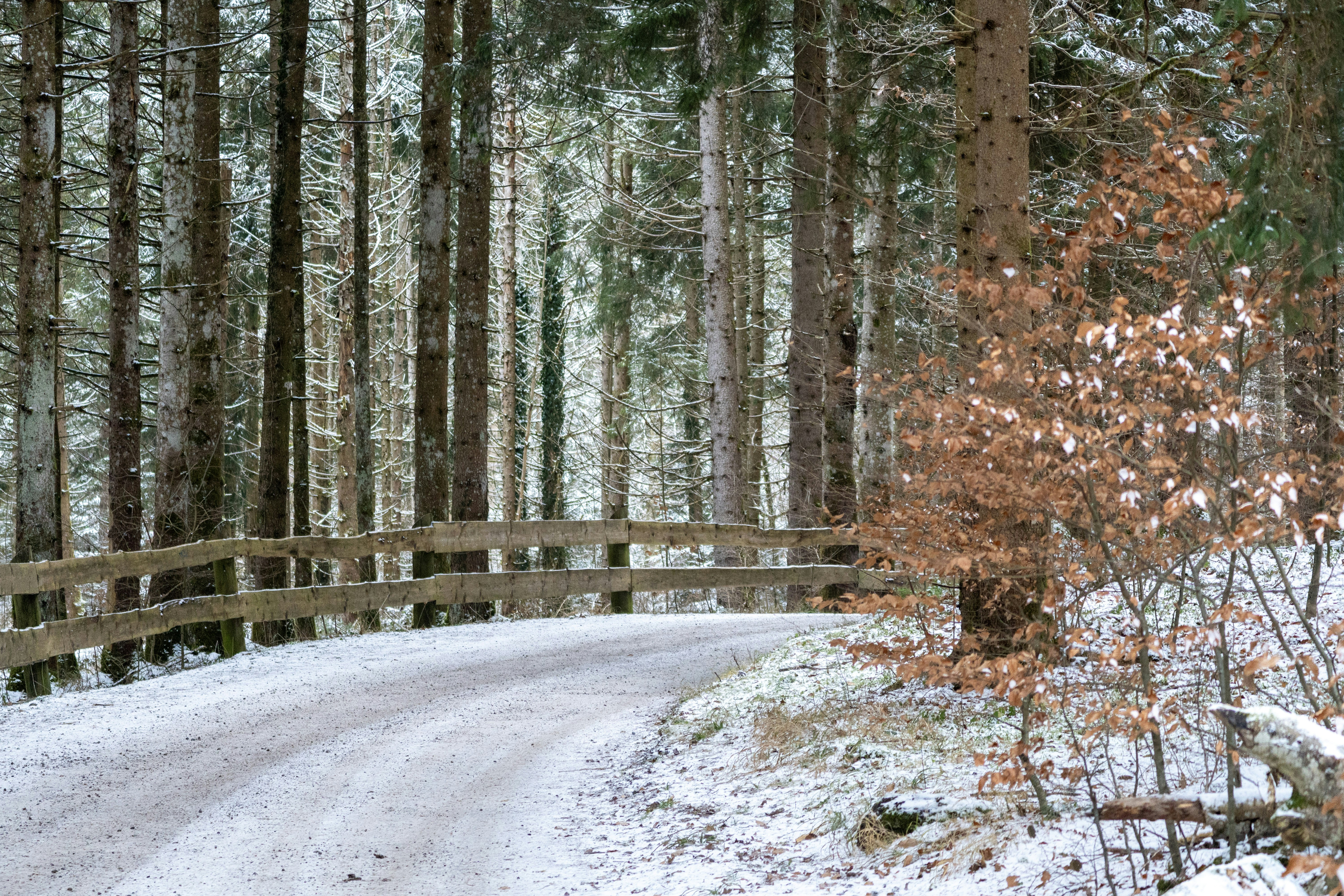 Snowy Forest Road Winding Through Pines