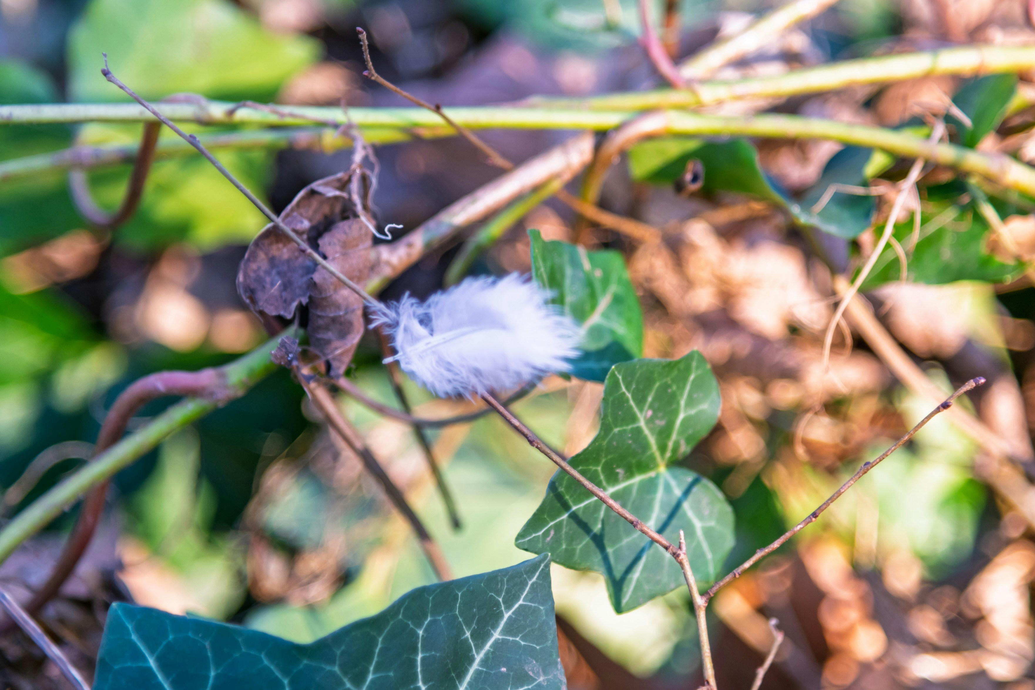 Feathered Seed Amid Ivy: A Quiet Moment in the Green Labyrinth