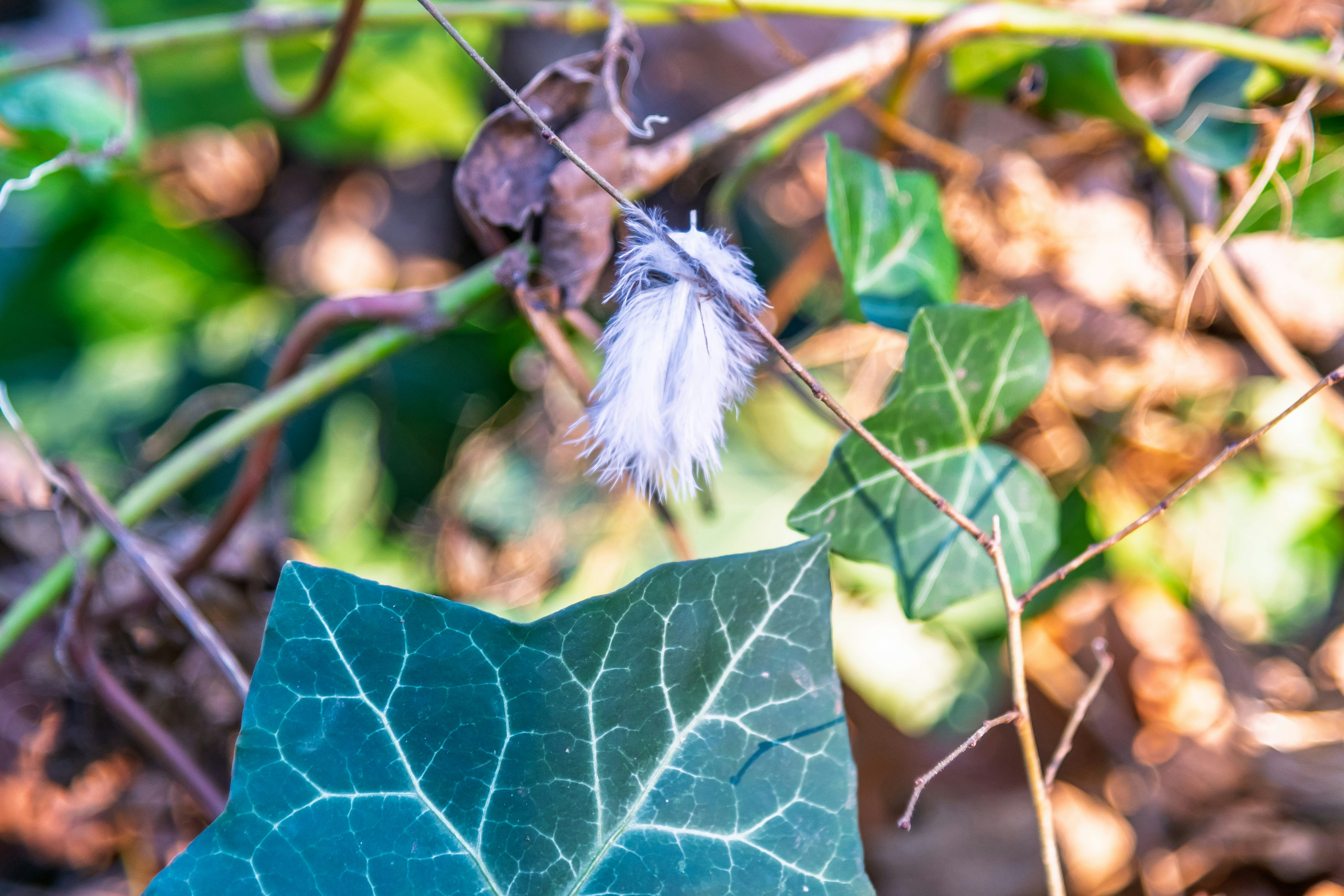Silvery Seed Floats Amid Ivy Veil