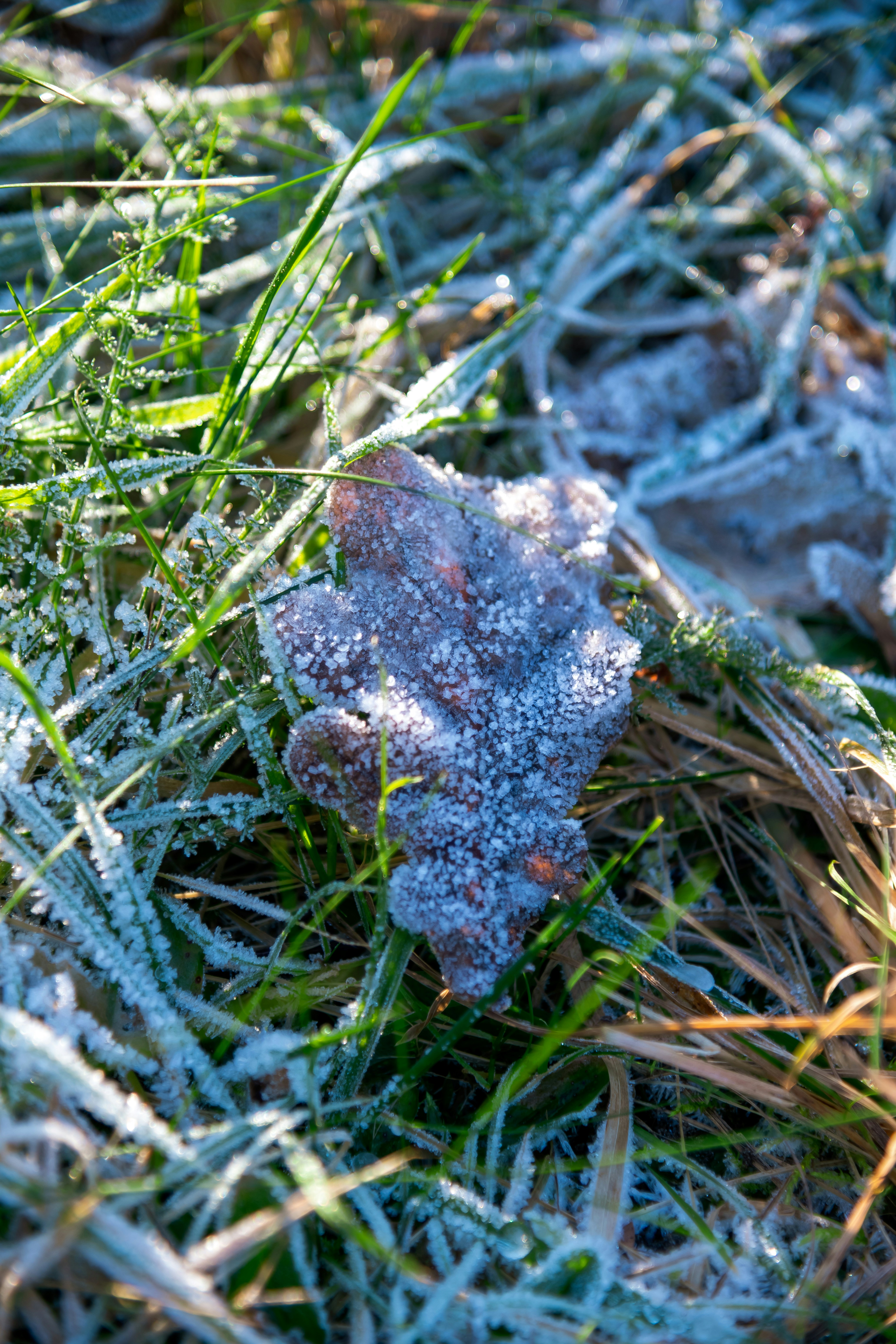  Frost-kissed leaf tucked among frosted grasses