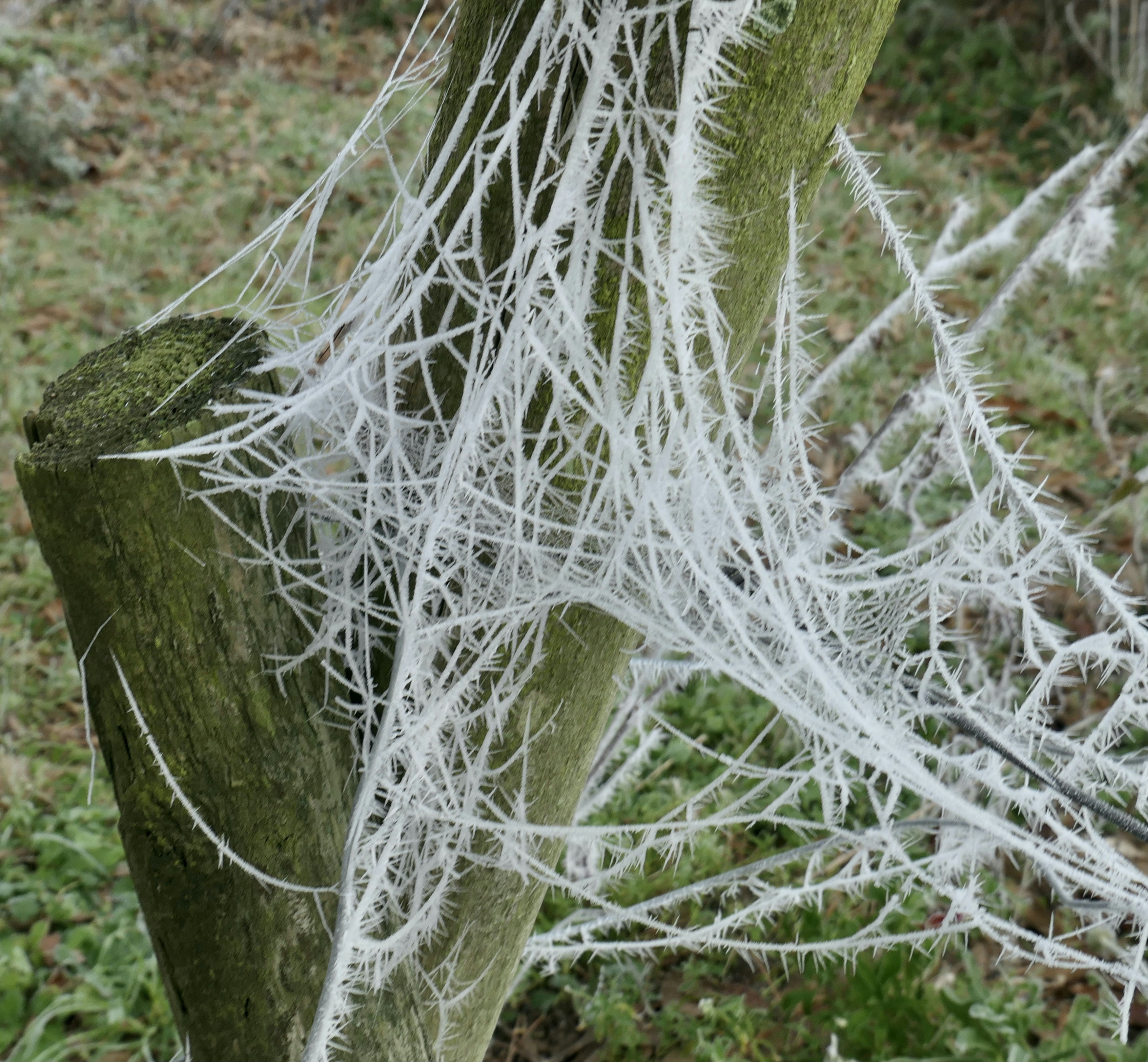 Toile d'araignée givrée Guy Grandjean Rouges Jardins